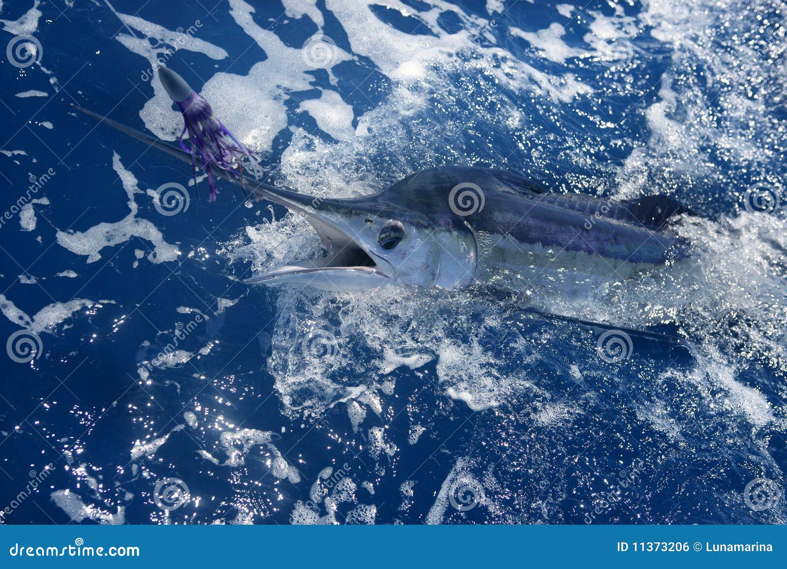 Atlantic White Marlin Big Game Sportfishing Stock Photo - Image of ...