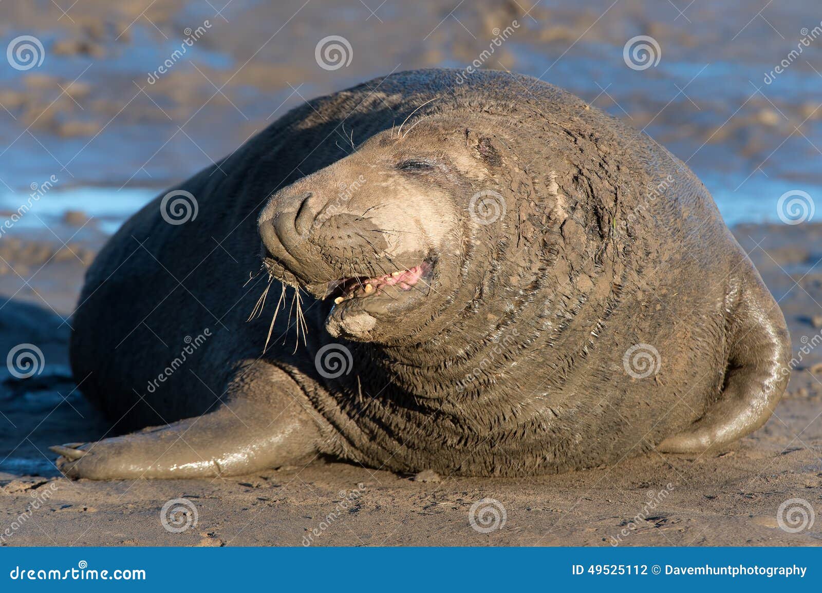 Atlantisch Grey Seal (halichoerusgrypus) Stock Foto - Image of ...
