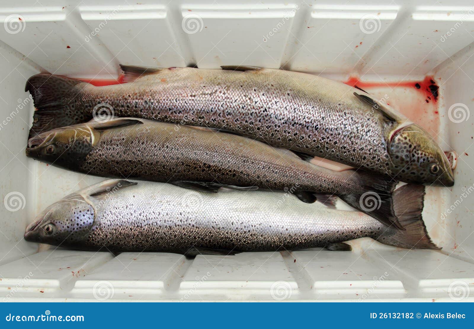 Atlantische Lachse stockfoto. Bild von gesund, lachse - 26132182