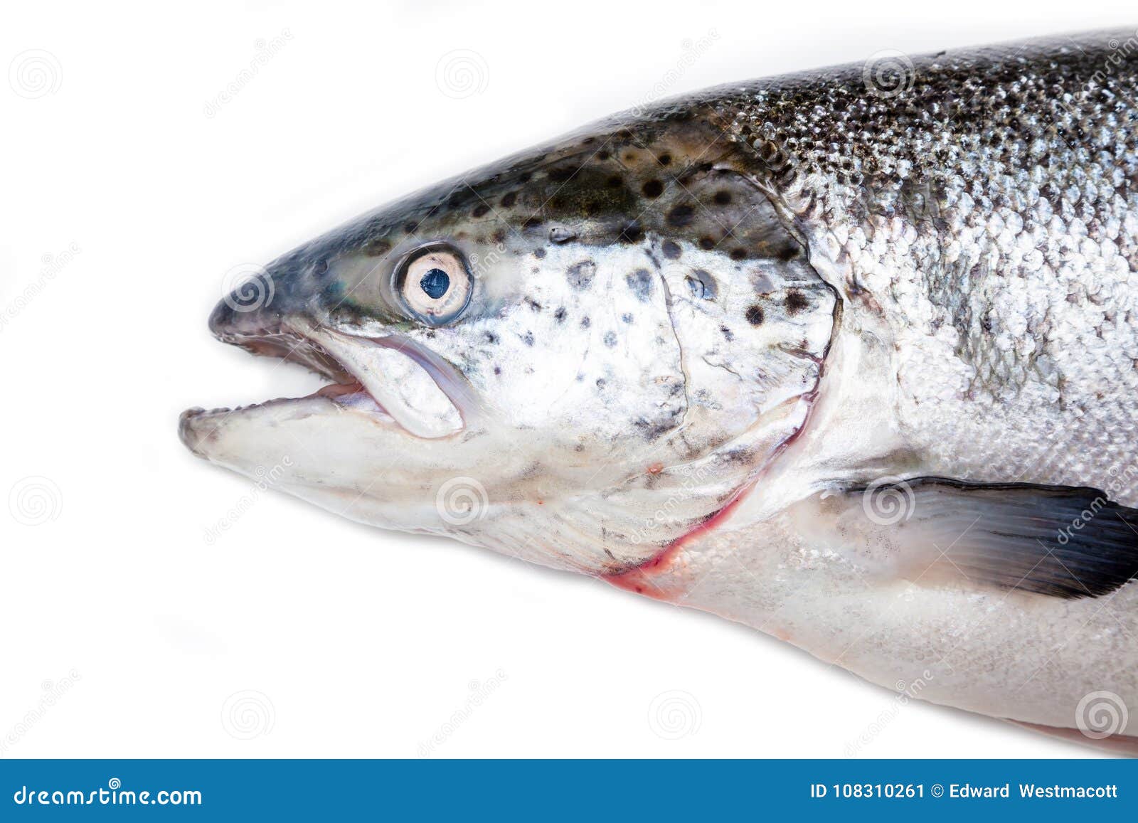 Atlantische Zalm stock afbeelding. Image of gegevens - 108310261
