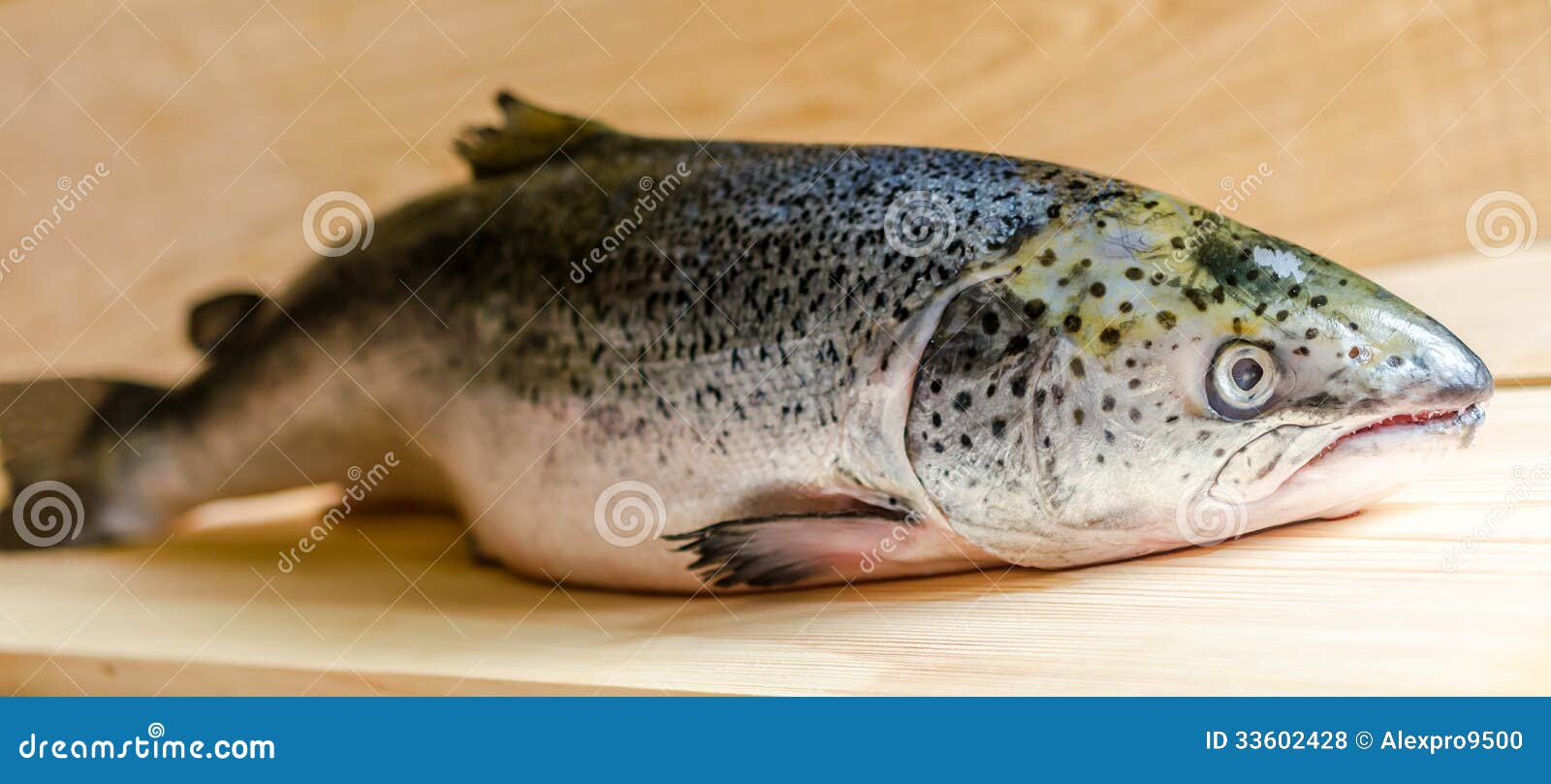 Atlantische Zalm stock foto. Image of zilver, één, koude - 33602428