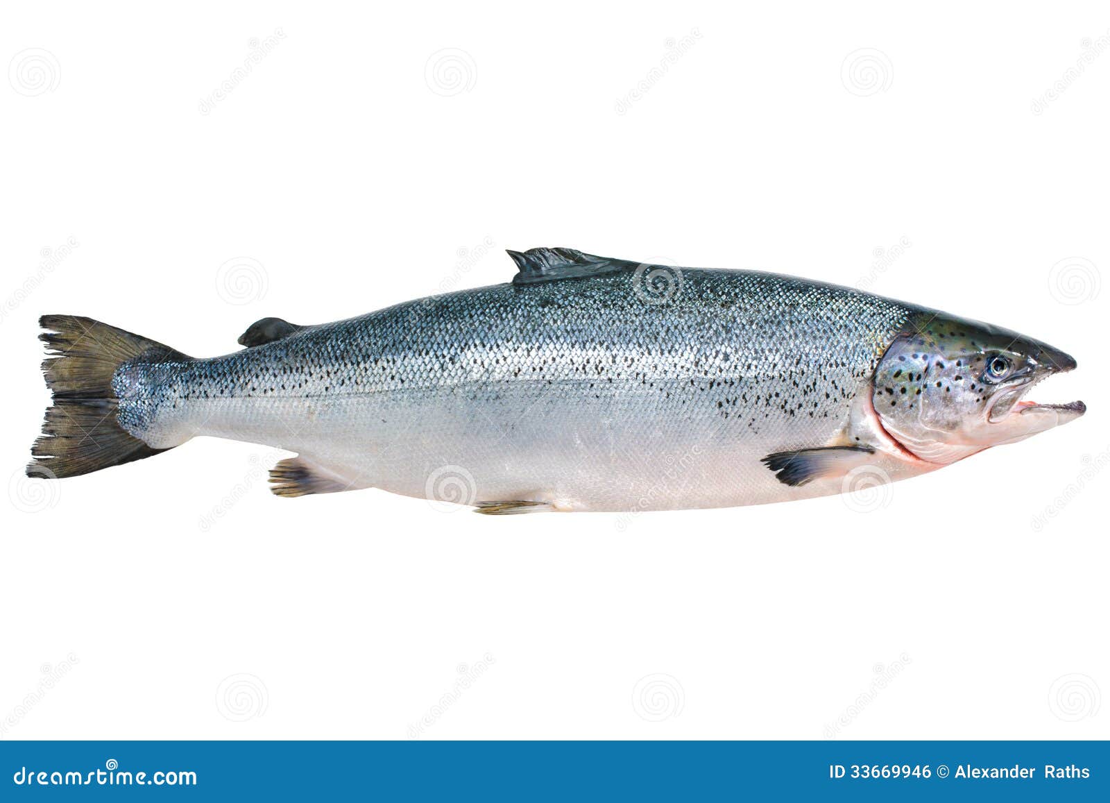 Atlantische zalm stock foto. Image of oceaan, versheid - 33669946