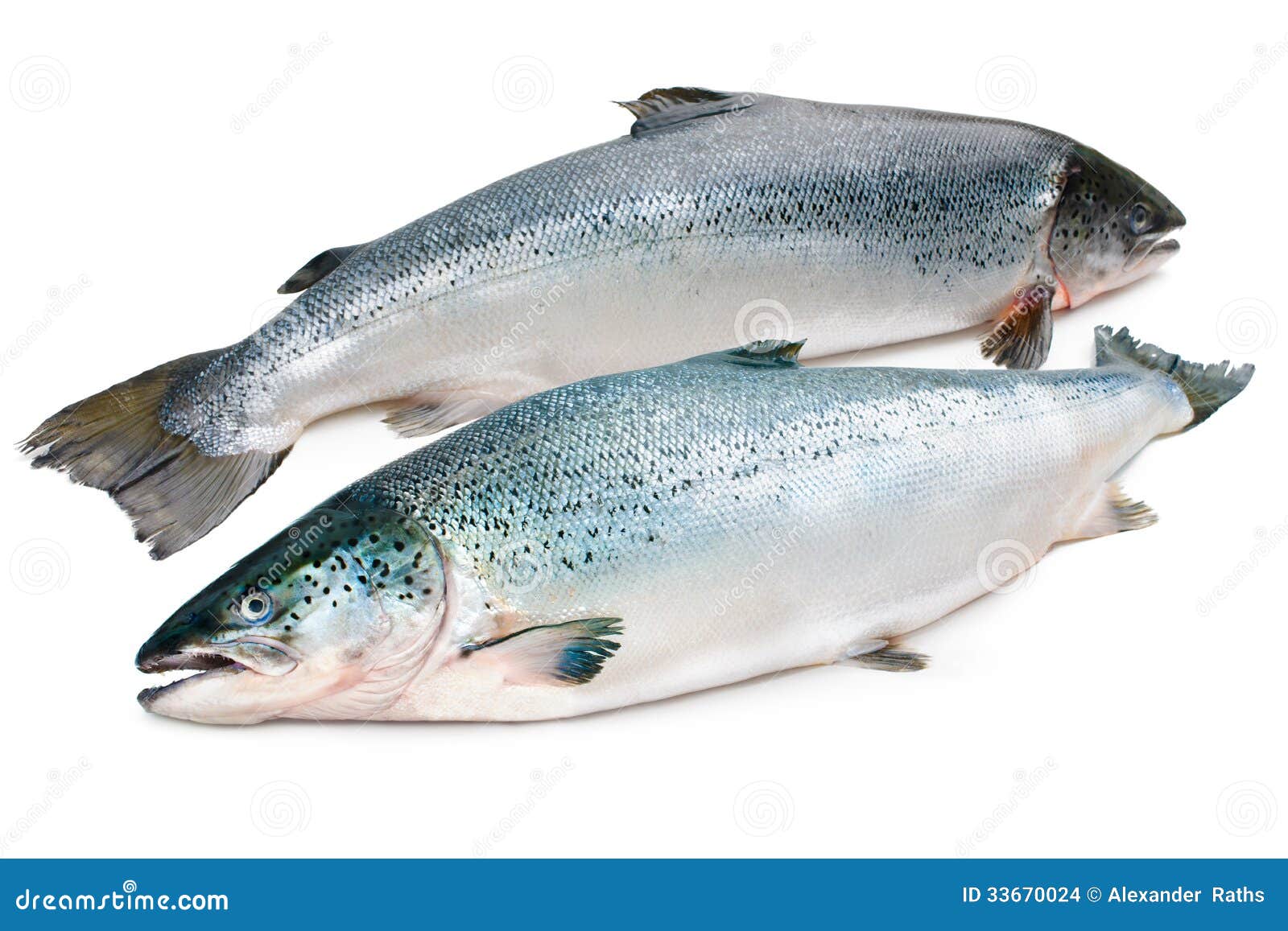 Atlantische zalm stock foto. Image of visserij, vers - 33670024