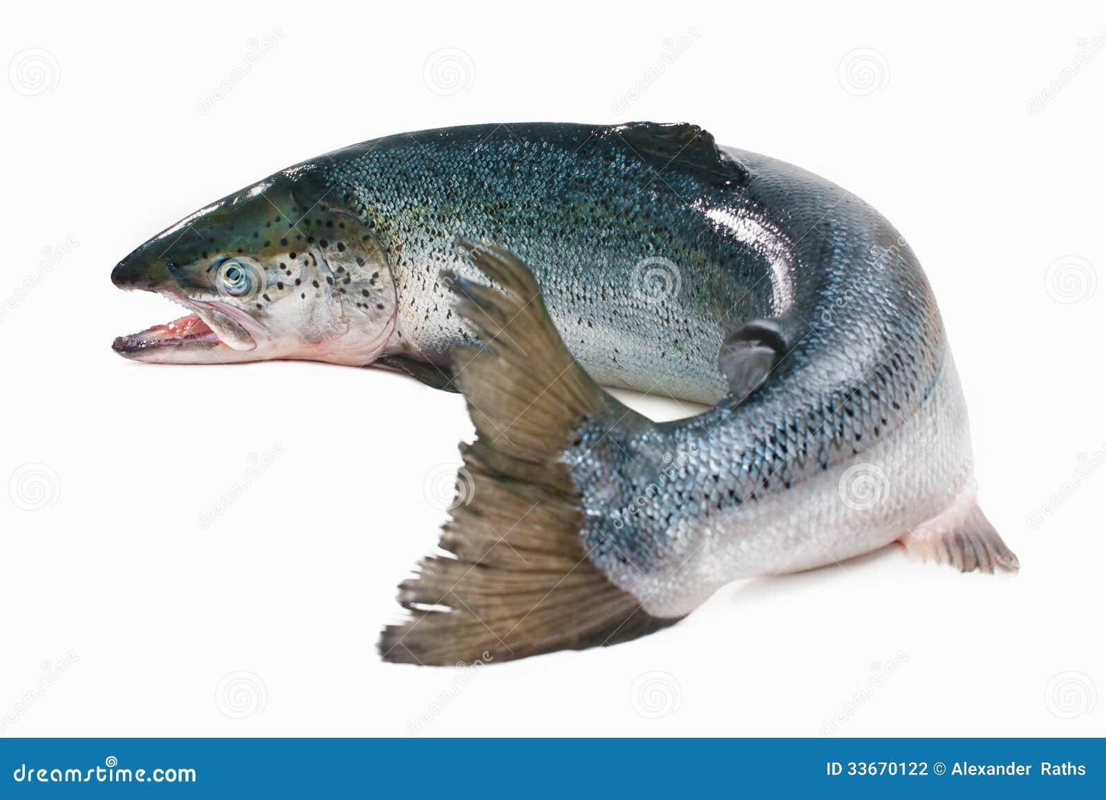 Atlantische zalm stock foto. Image of diner, geïsoleerd - 33670122