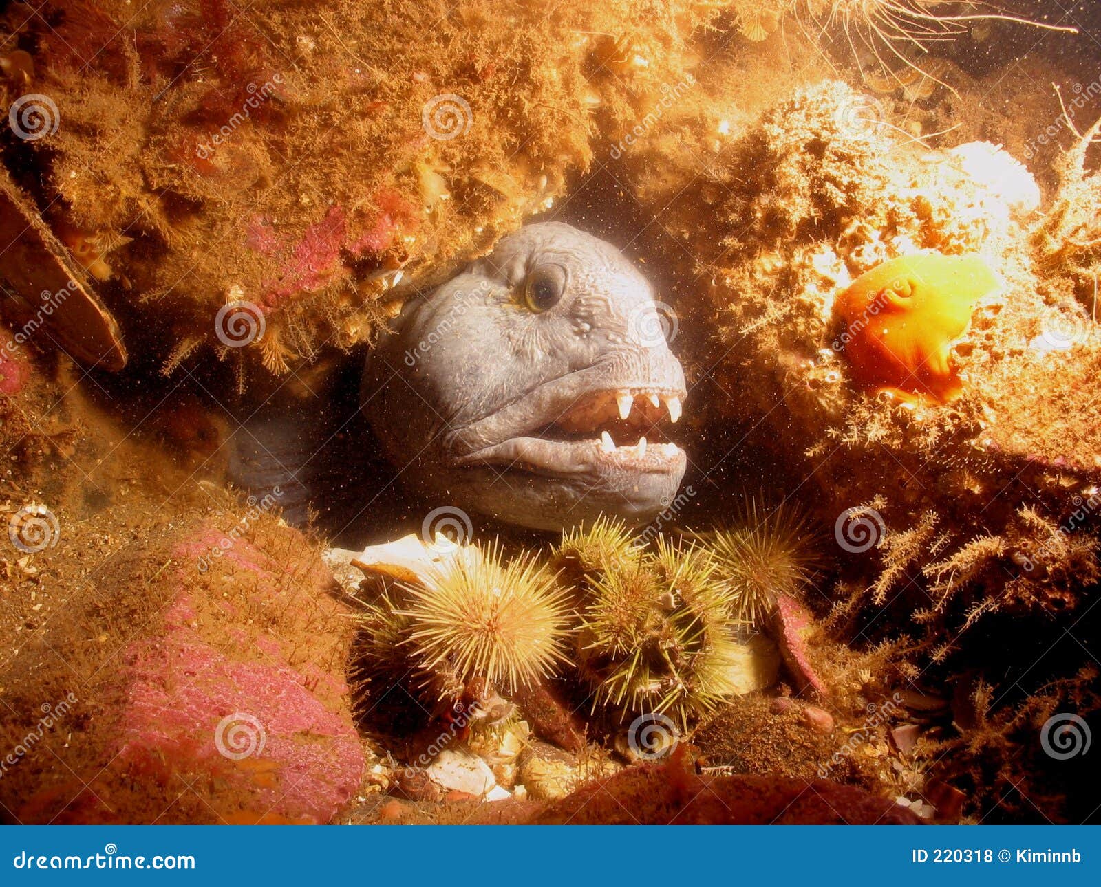 Atlantische Zeewolf stock foto. Image of canada, oceaan - 220318