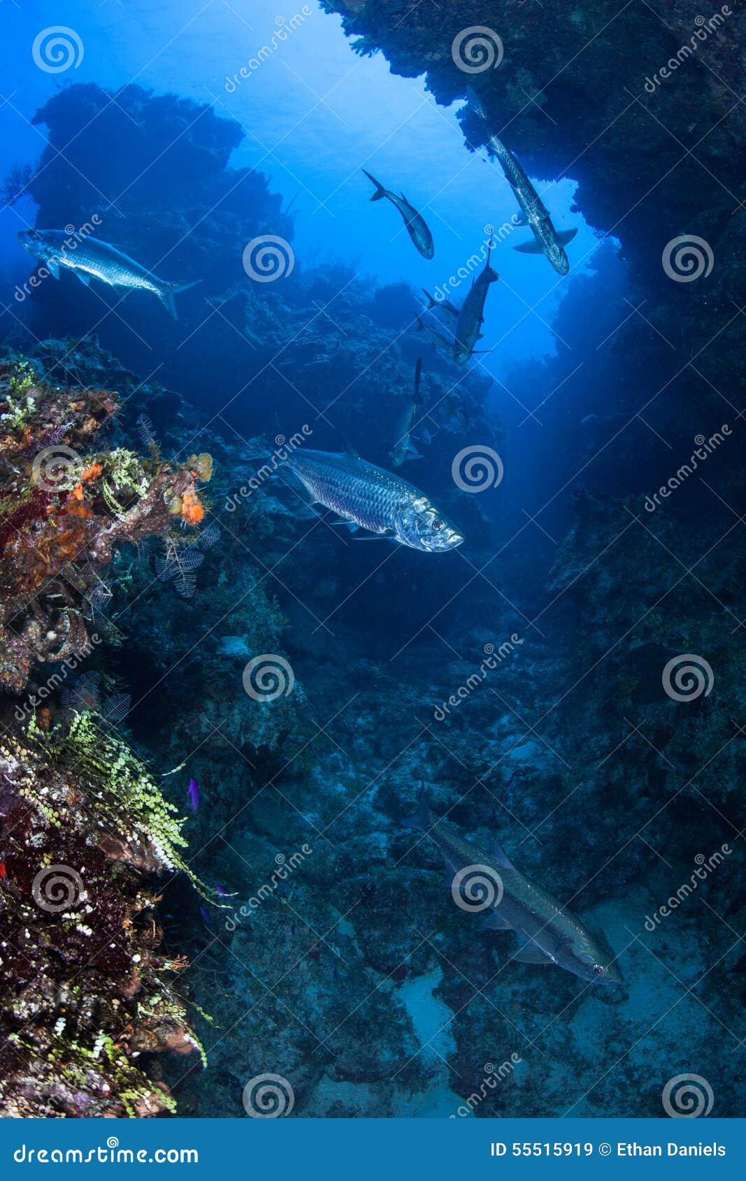 Atlantischer Tarpon in Versenkter Grotte Stockbild - Bild von forschung ...