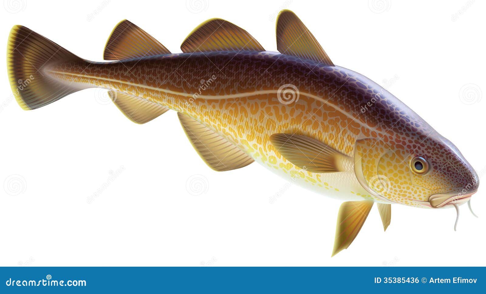 Atlantisk torsk vektor illustrationer. Illustration av vektor - 35385436