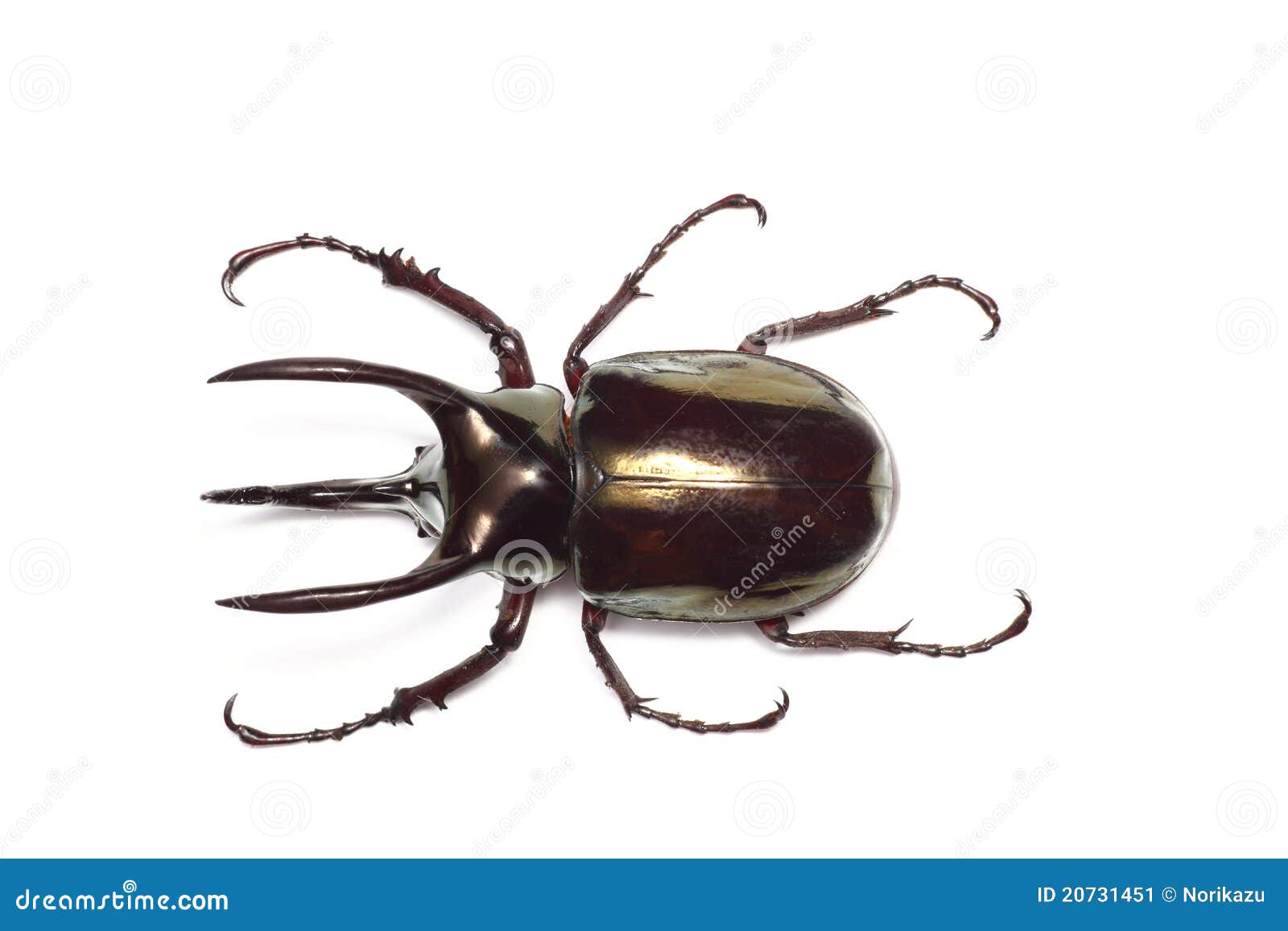 Atlas beetle stock image. Image of nature, asia, horn - 20731451