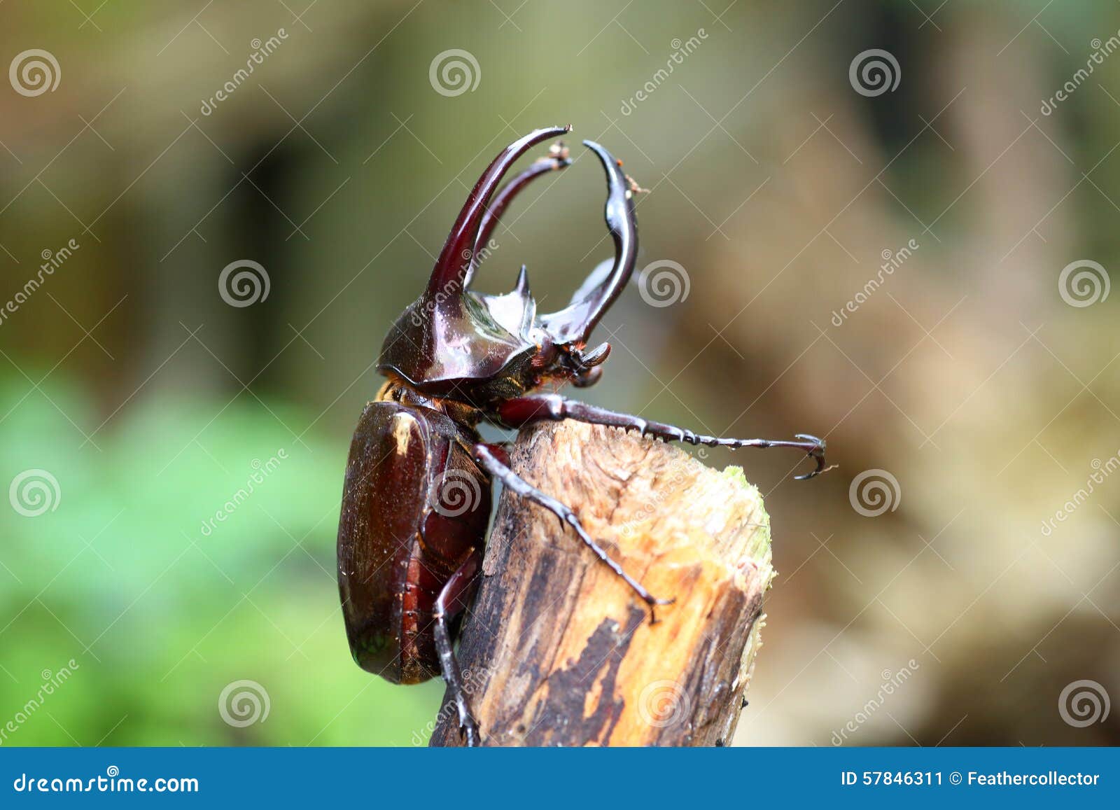 Horned Atlas Beetle