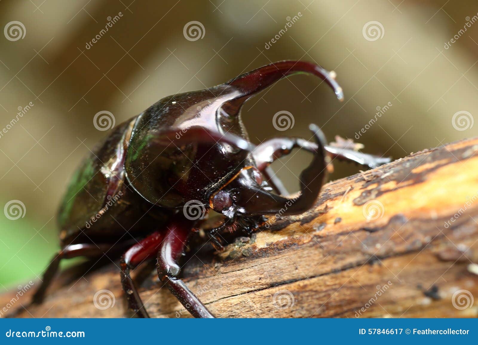 Atlas beetle stock image. Image of south, island, nature - 57846617
