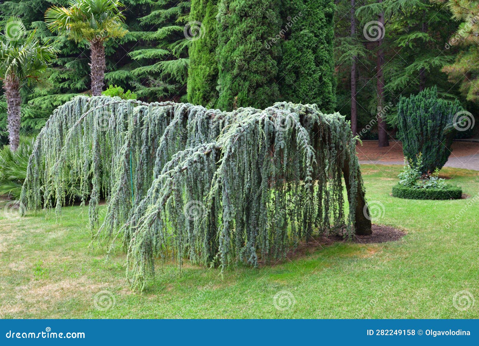 The Atlas Blue Weeping Cedar and Yew Stock Photo - Image of blue, atlas ...
