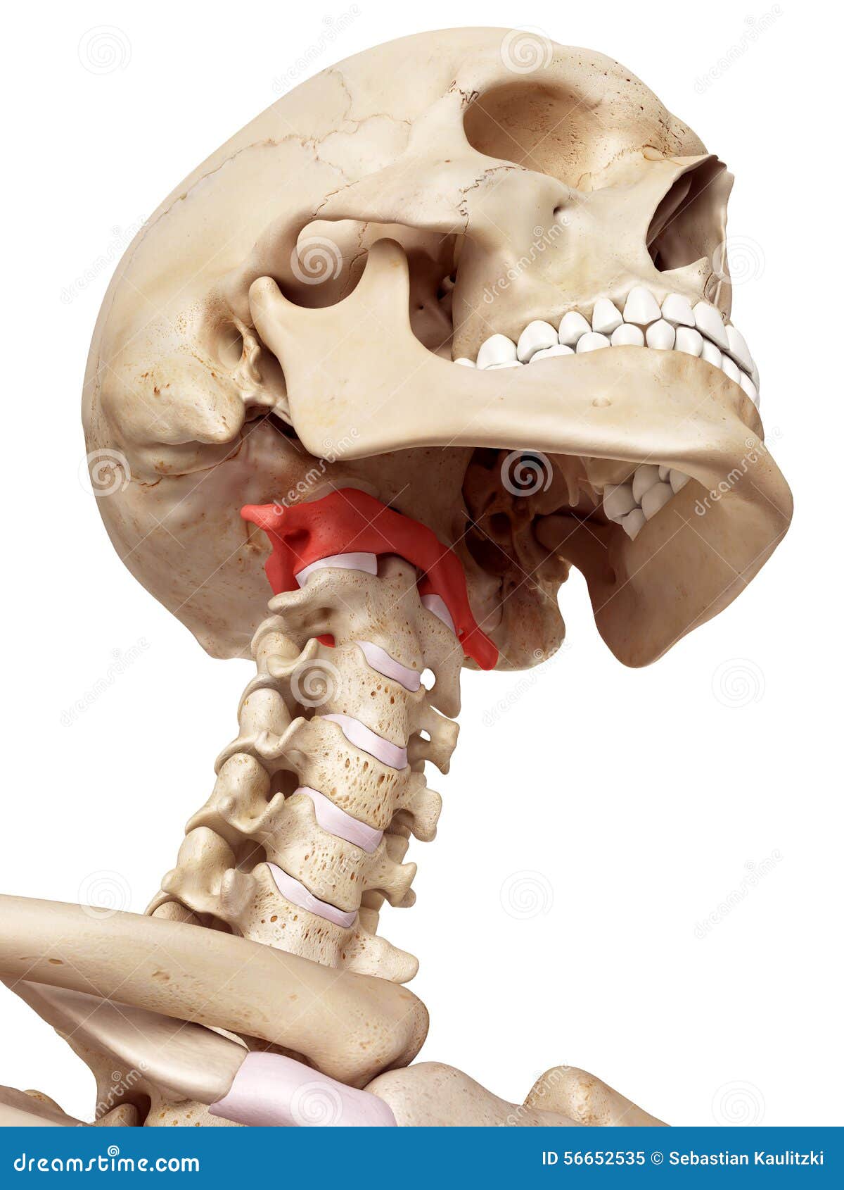 The atlas bone stock illustration. Illustration of human - 56652535