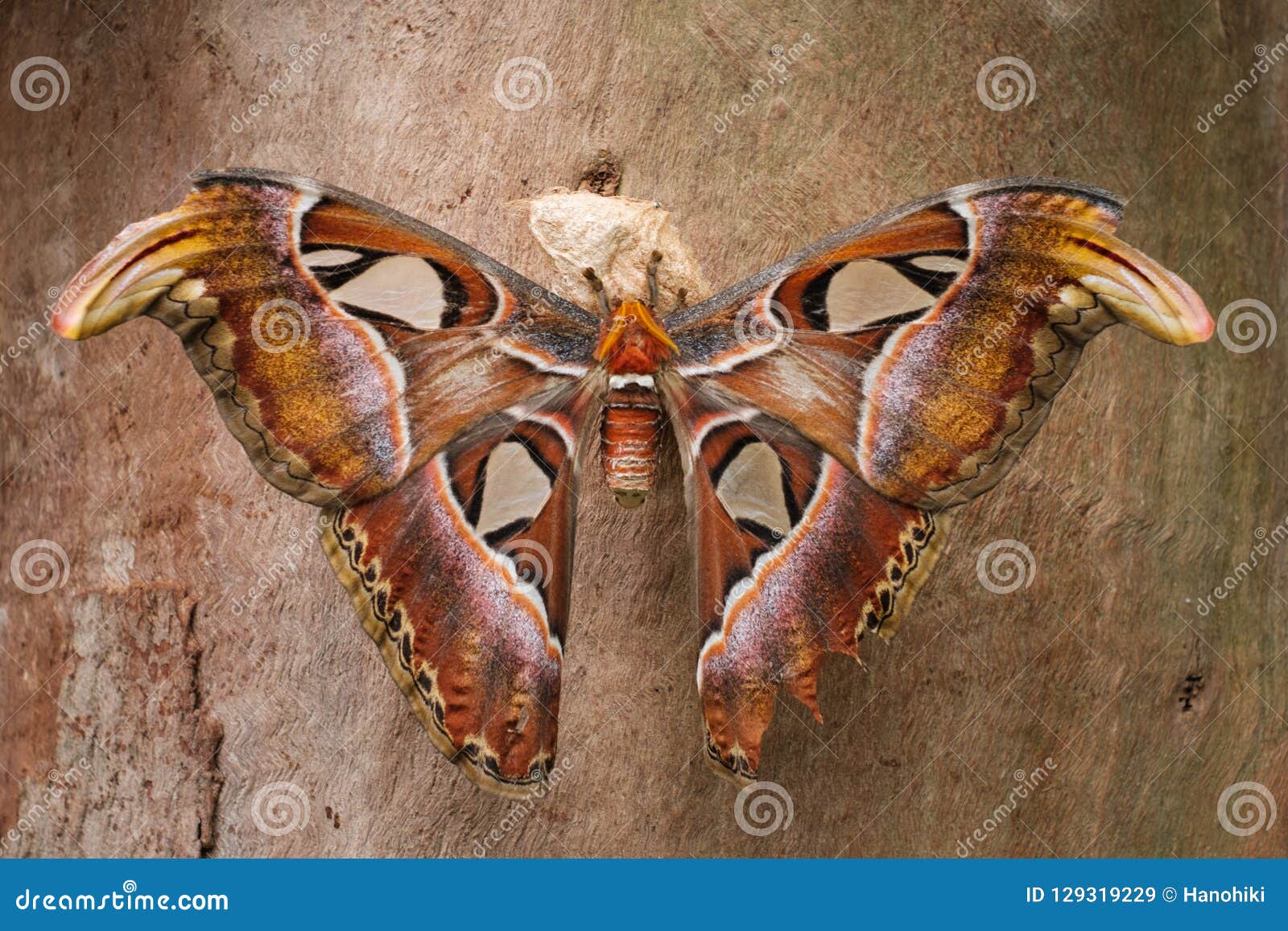Atlas Butterfly - Attacus Atlas, The Biggest Butterfly - Picture. Image ...