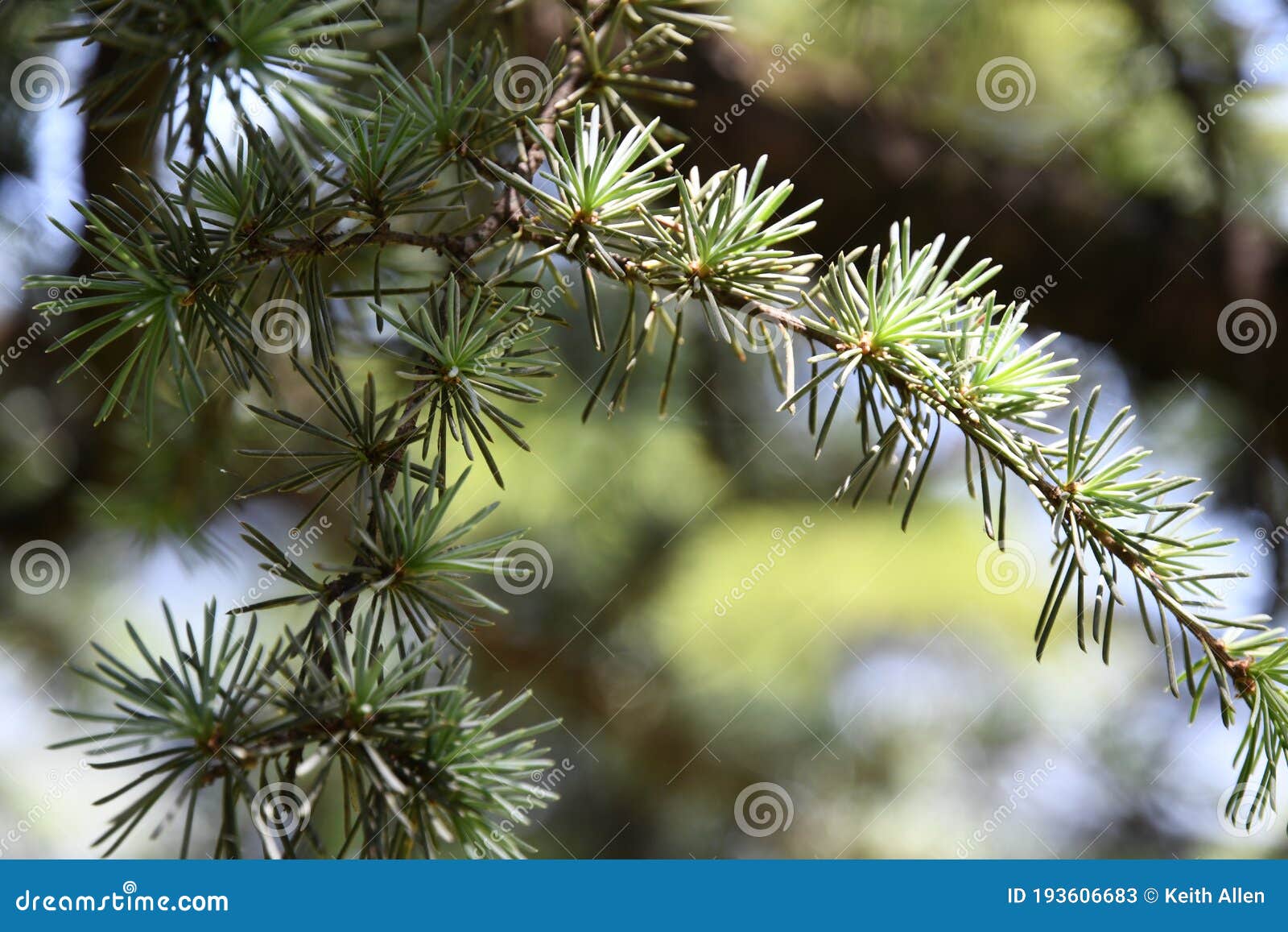 Isolated Closeup of an Atlas Cedar Branch Stock Image - Image of needle ...