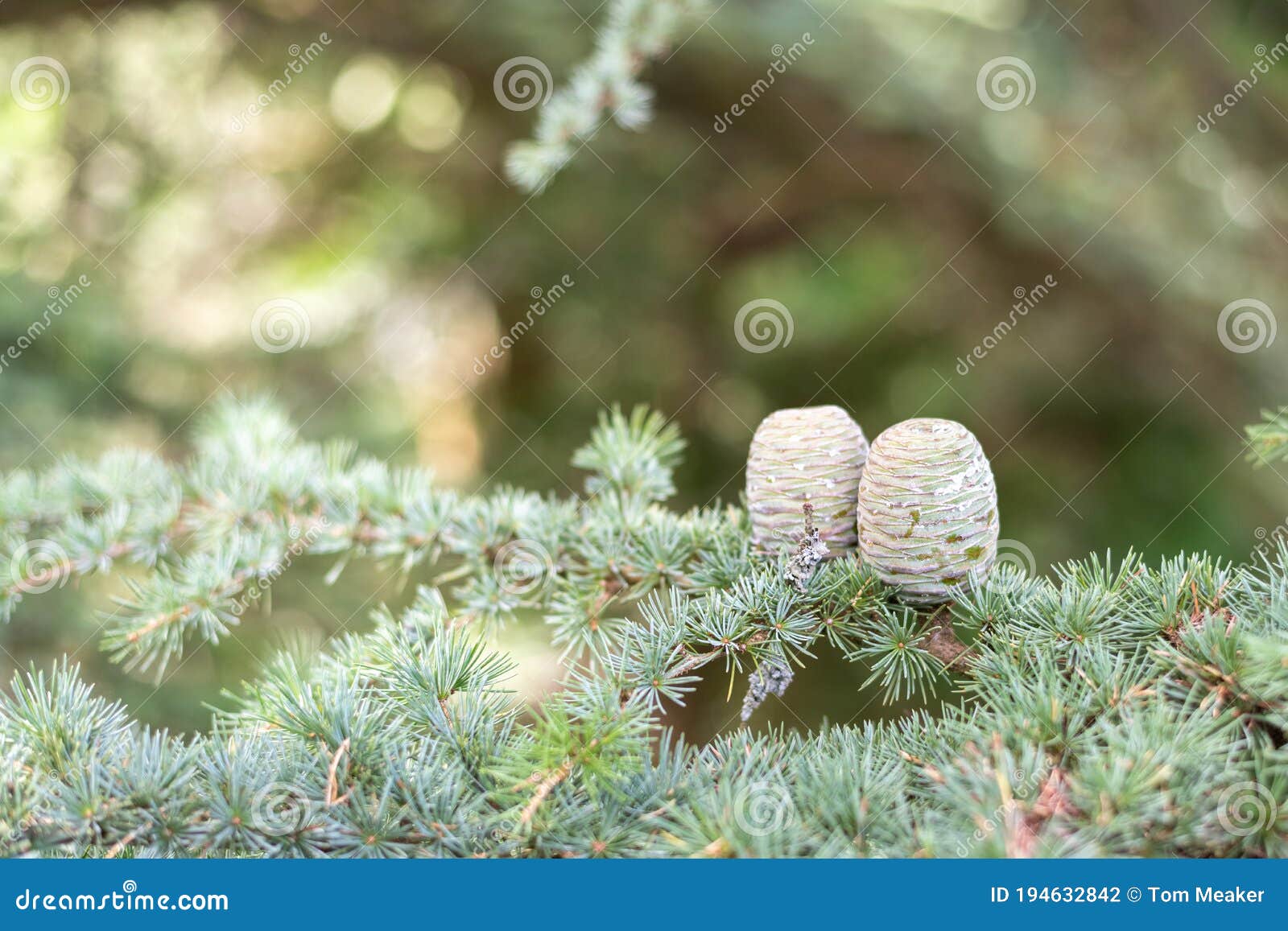 Atlas Cedar Cedrus Atlantica Stock Photo - Image of cedar, growth ...