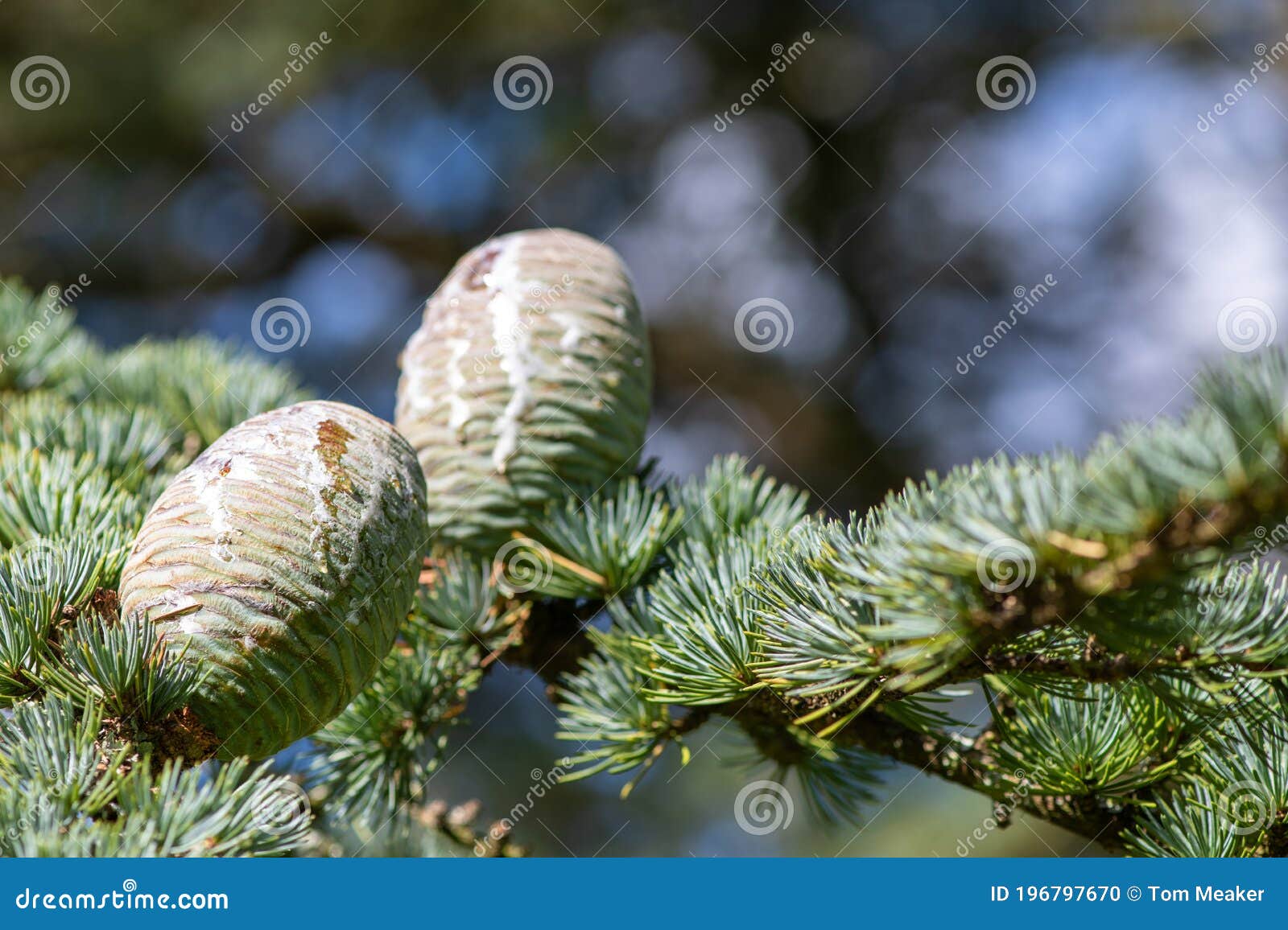Atlas Cedar Cedrus Atlantica Stock Photo - Image of plant, forest ...