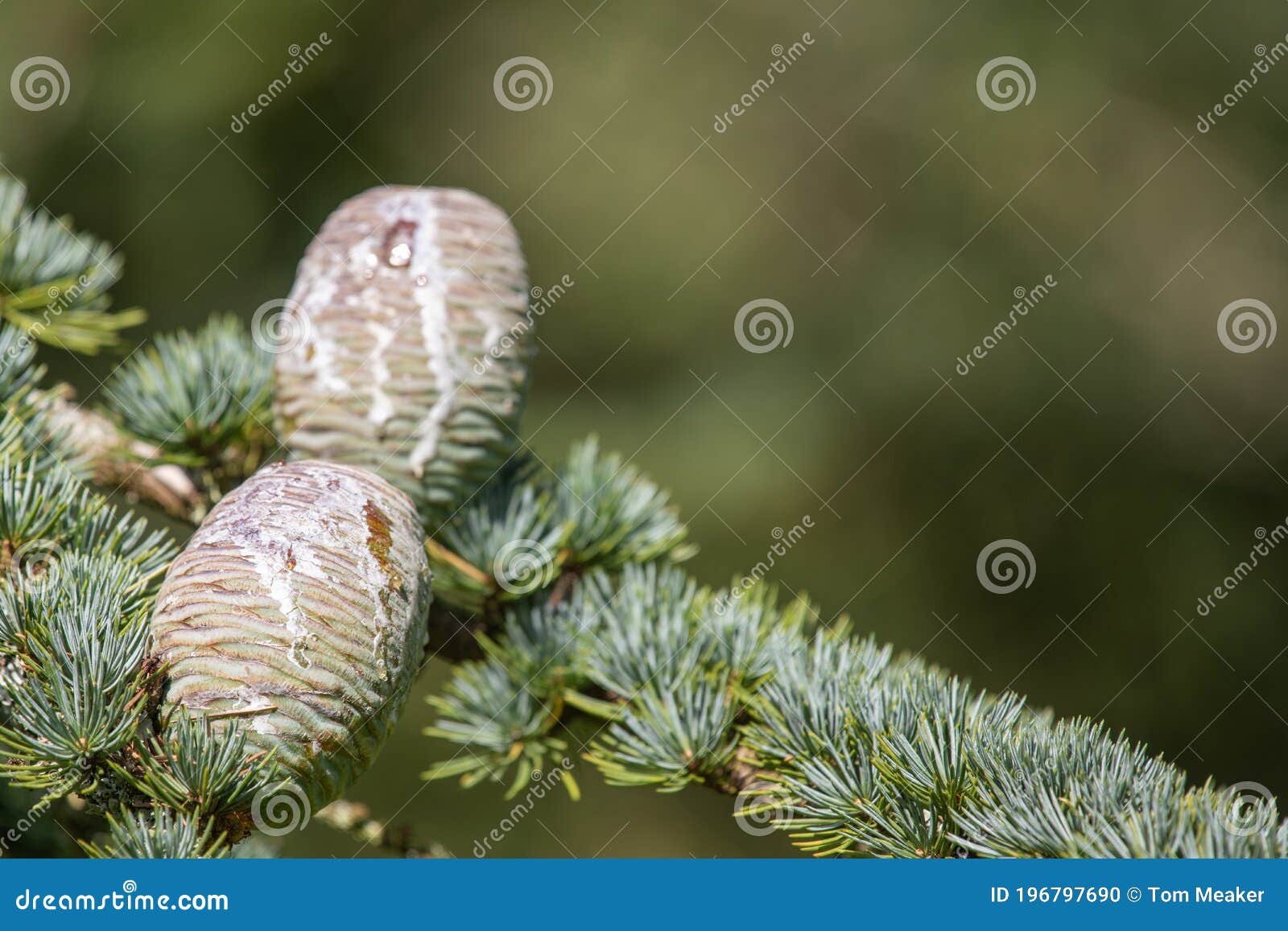 Atlas Cedar Cedrus Atlantica Stock Photo - Image of nature, outdoors ...