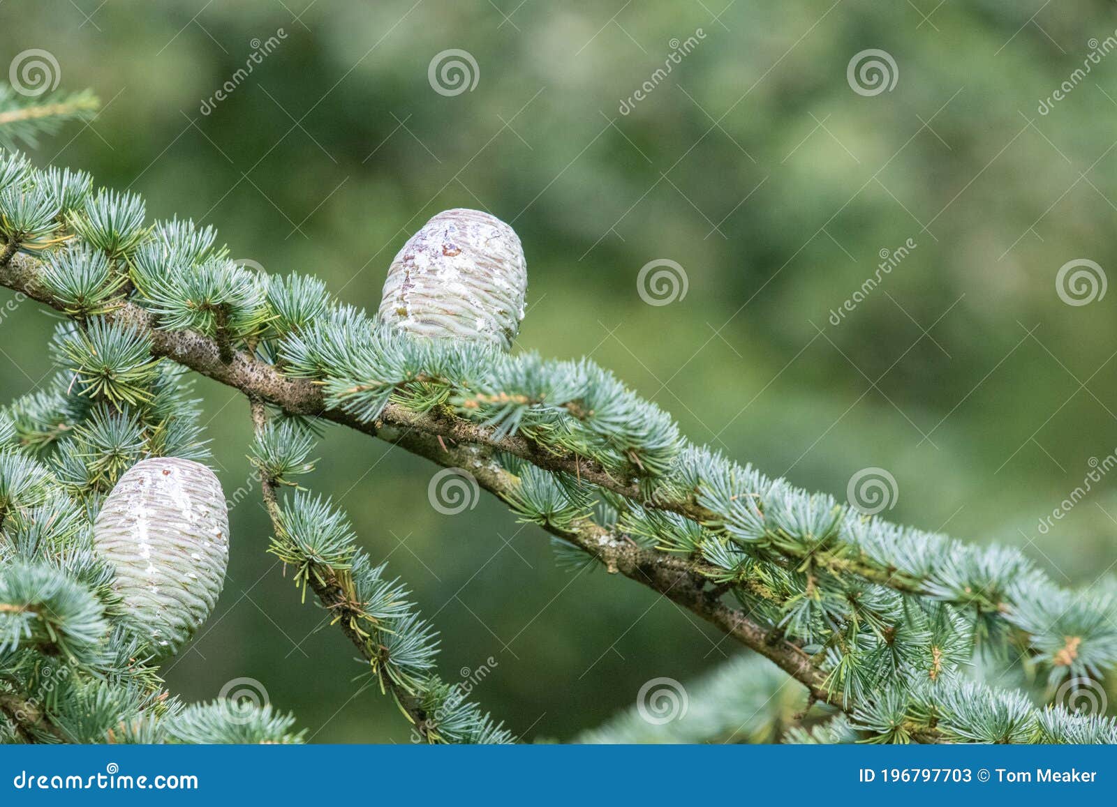 Atlas Cedar Cedrus Atlantica Stock Image - Image of natural, evergreen ...