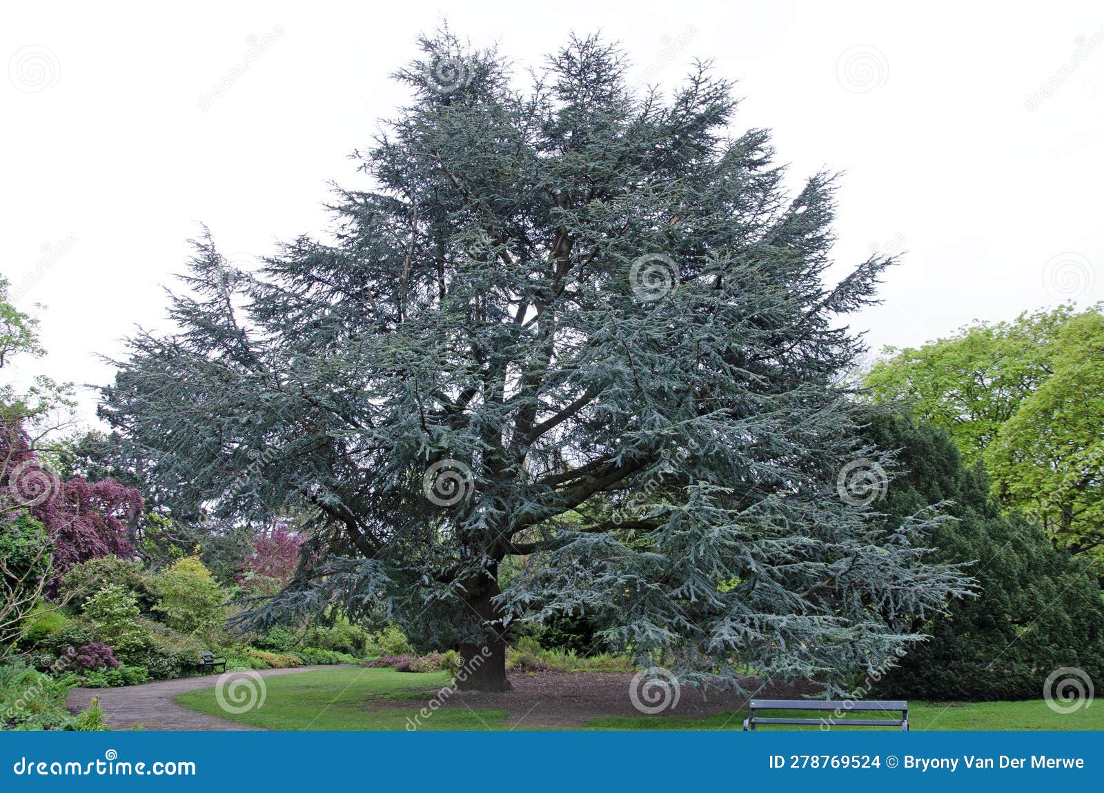Atlas Cedar Tree, Cedrus Atlantica Stock Photo - Image of outdoors ...