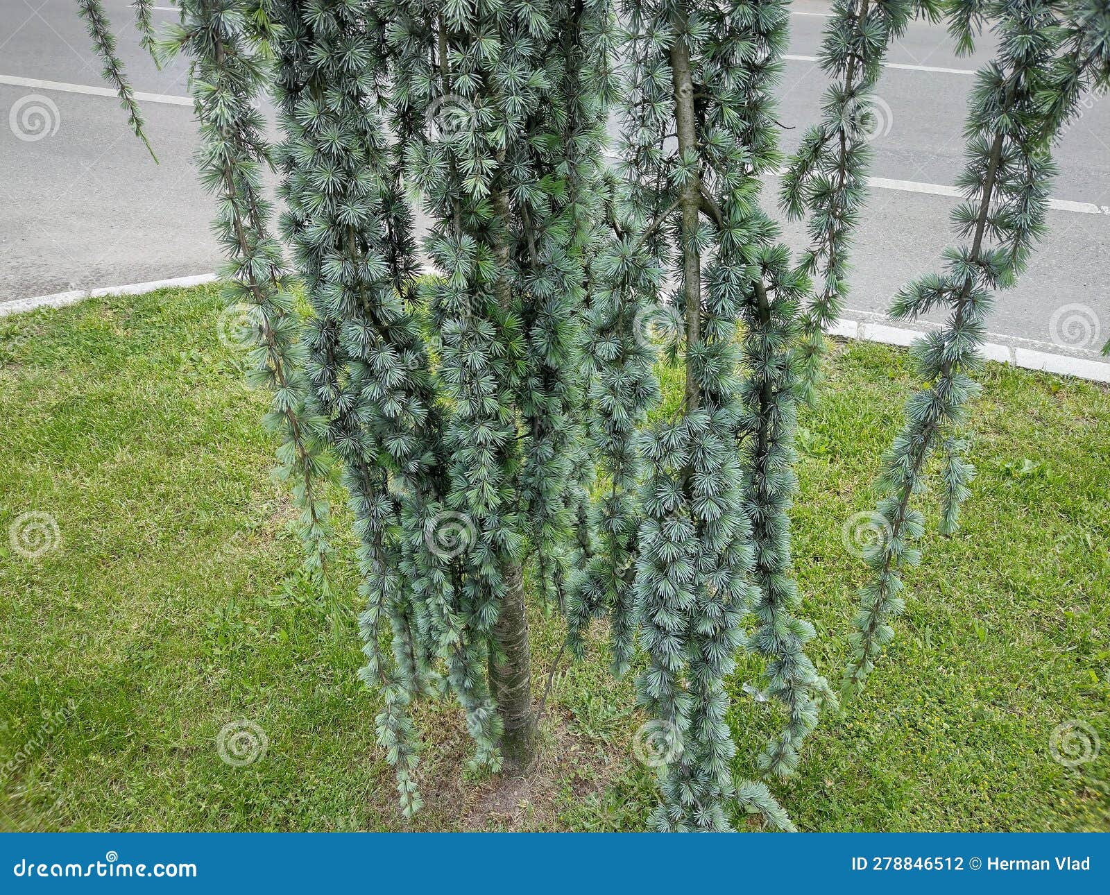 Atlas Cedar Tree in Romania. Cedrus Atlantica Stock Photo - Image of ...