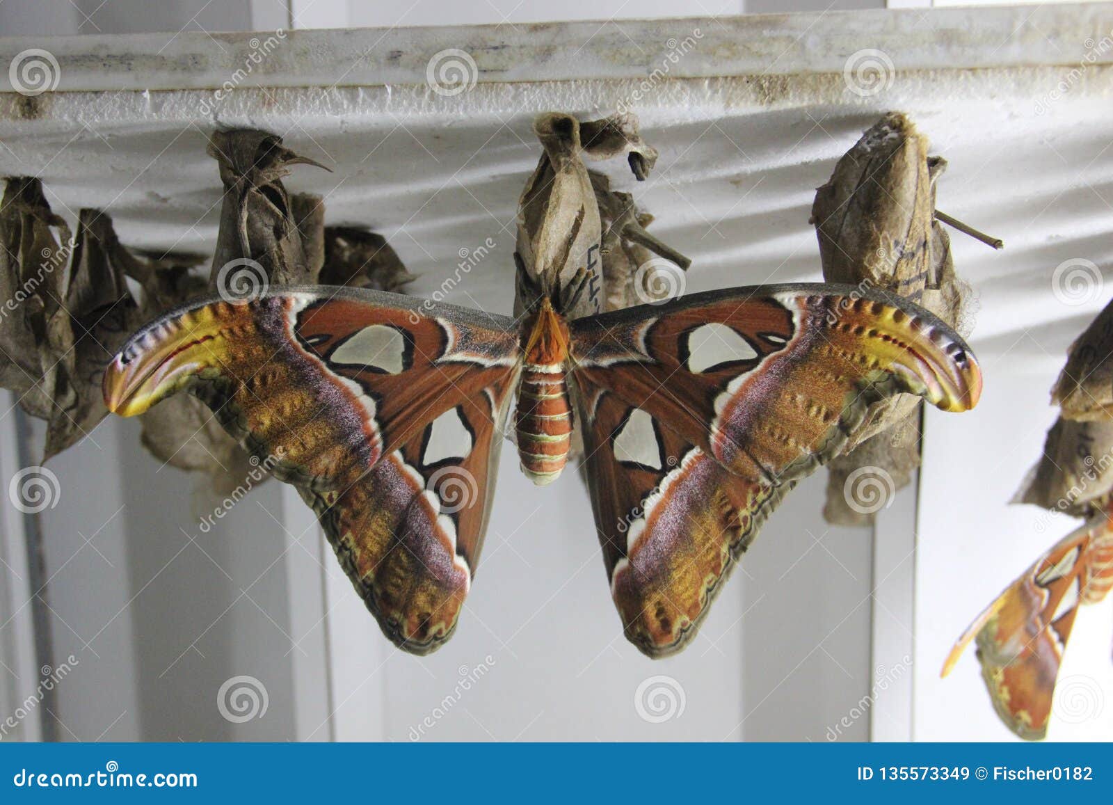 Atlas De Attacus De La Polilla De Atlas Imagen de archivo - Imagen de ...