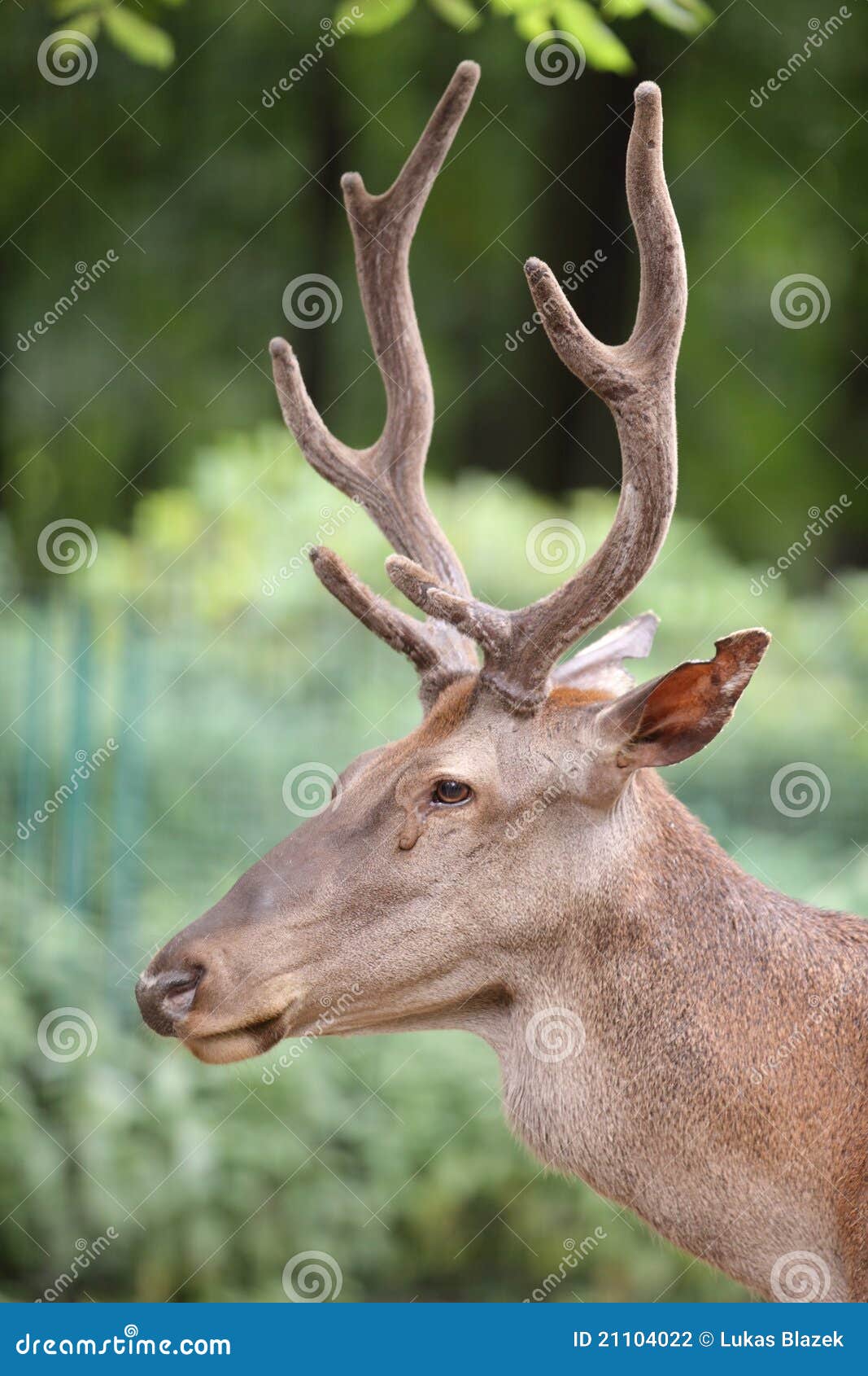 Atlas deer stock photo. Image of atlas, antlers, head - 21104022