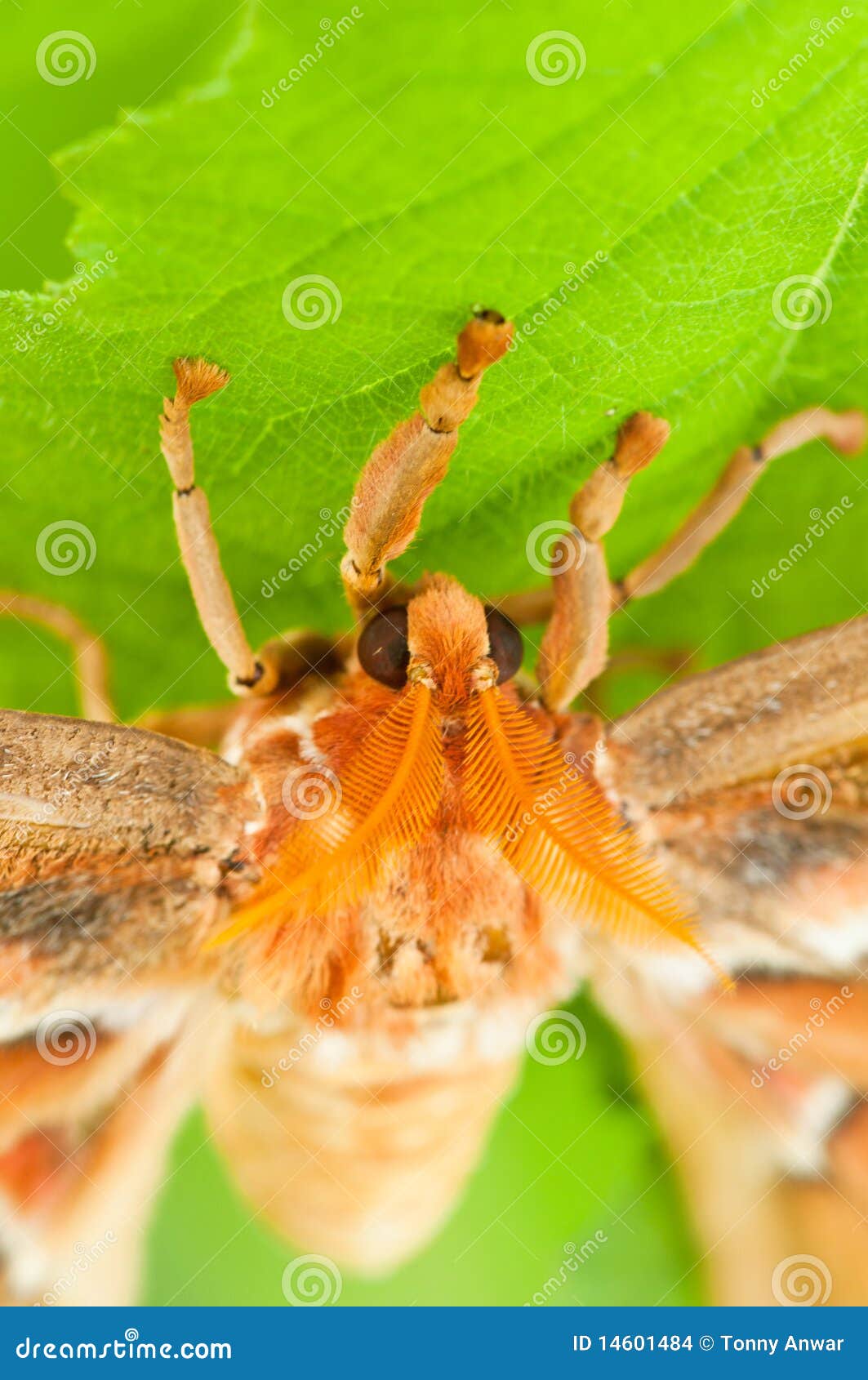 Atlas Moth Butterfly Sleeping Its Environment By Day Attacus Atlas ...