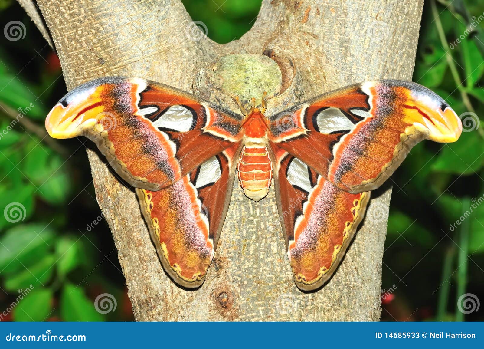 Atlas Moth stock image. Image of india, moth, wings, lepidotera - 14685933