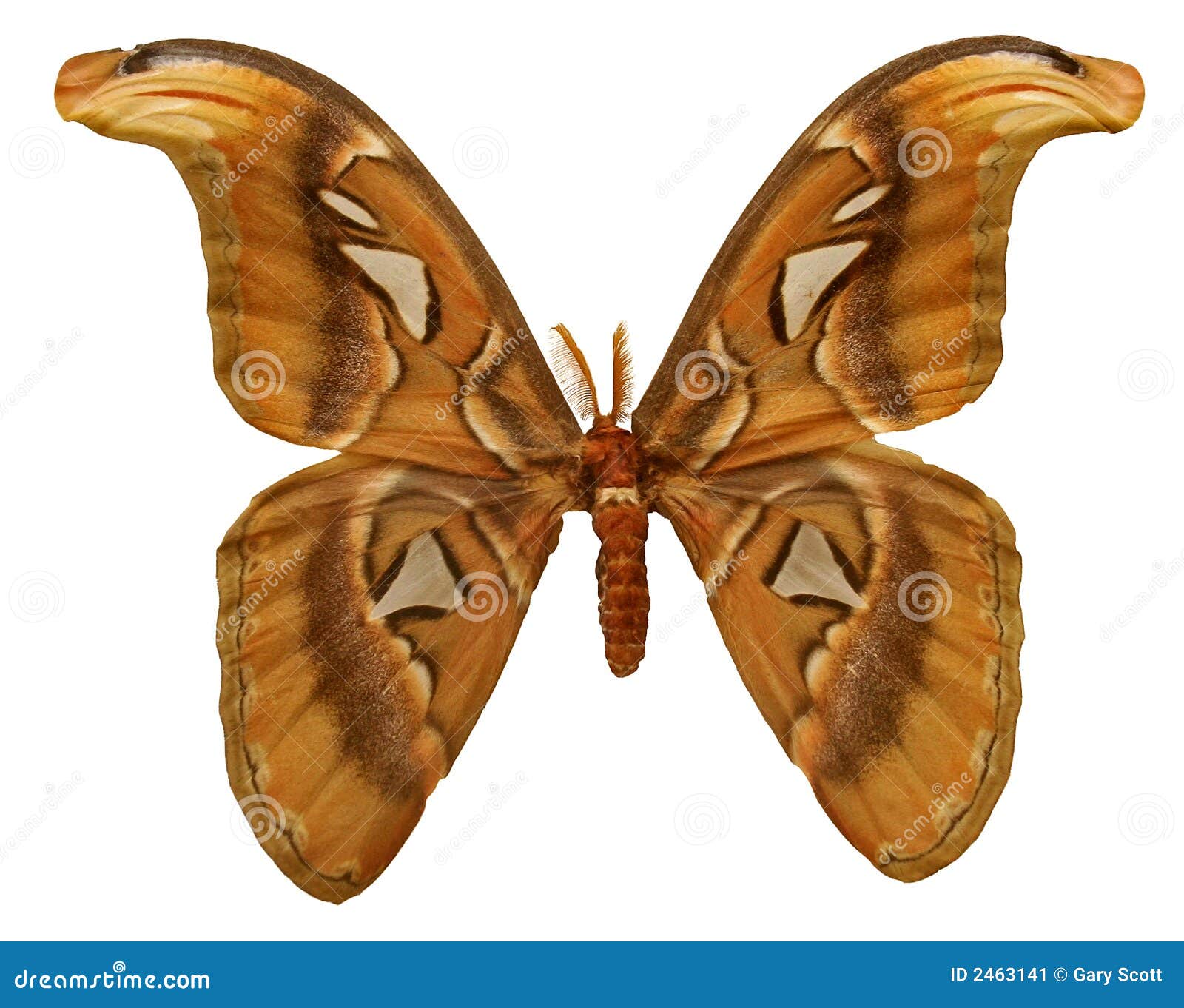 Atlas Moth Royalty-Free Stock Photo | CartoonDealer.com #2463141