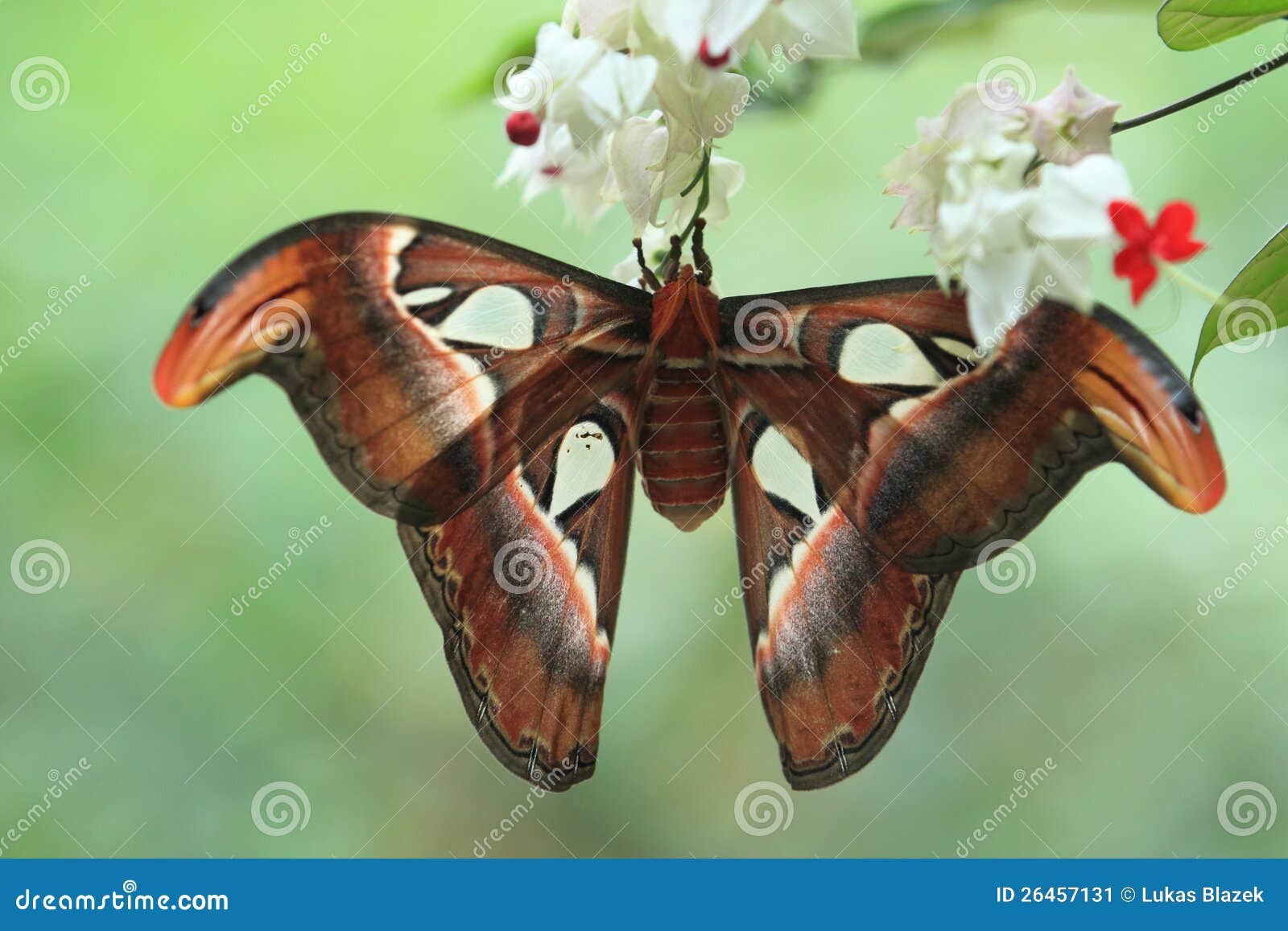 Atlas Moth Royalty-Free Stock Image | CartoonDealer.com #47132164