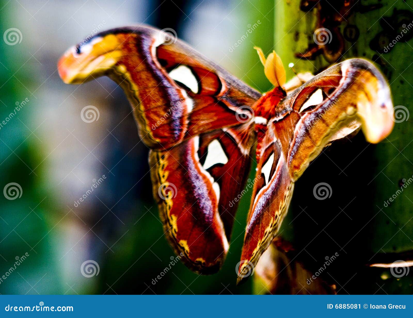 Atlas moth stock image. Image of color, wingspan, wings - 6885081