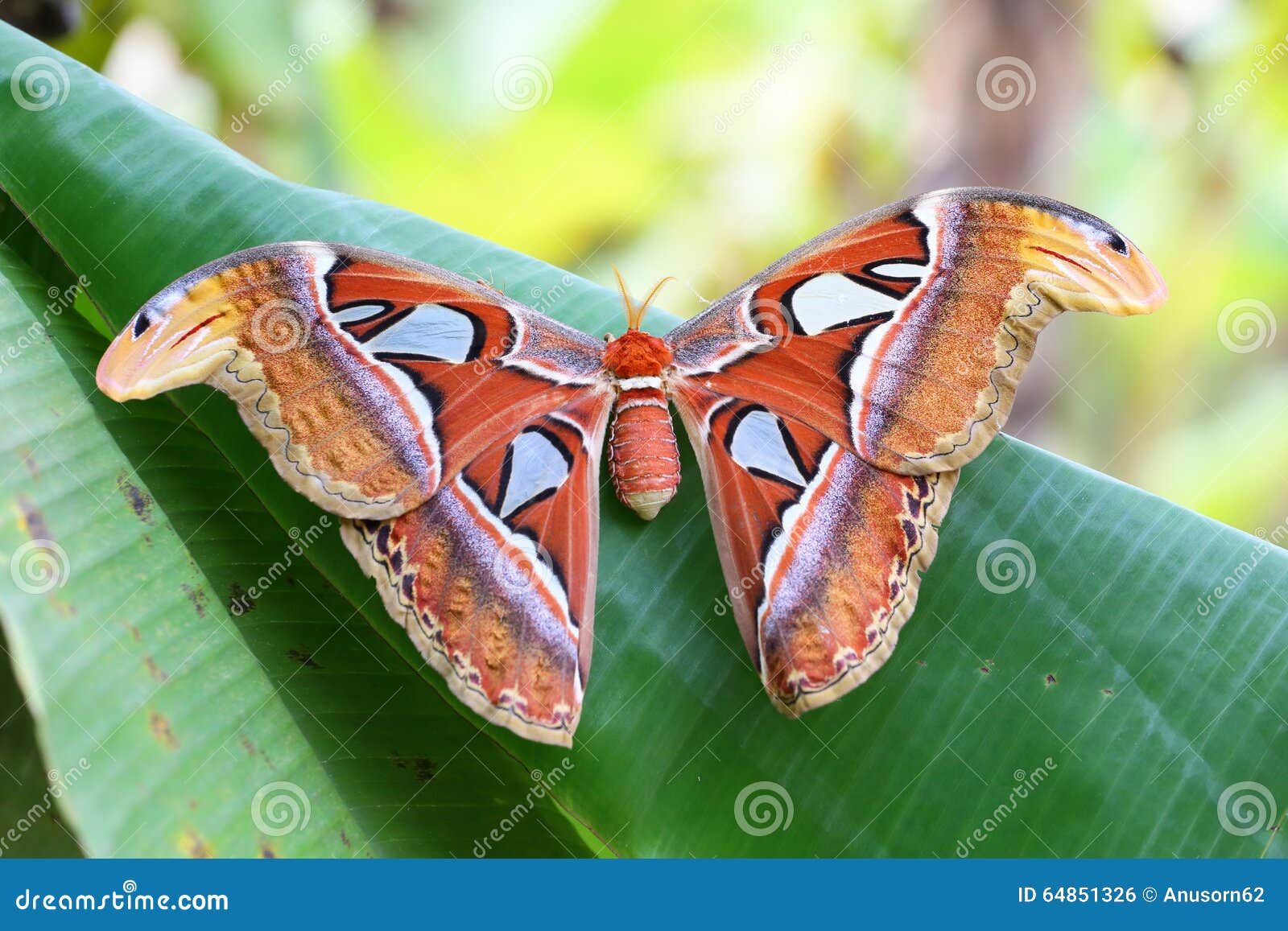 The Atlas Moth (Attacus Atlas). Stock Photo - Image of wildlife, leaf ...