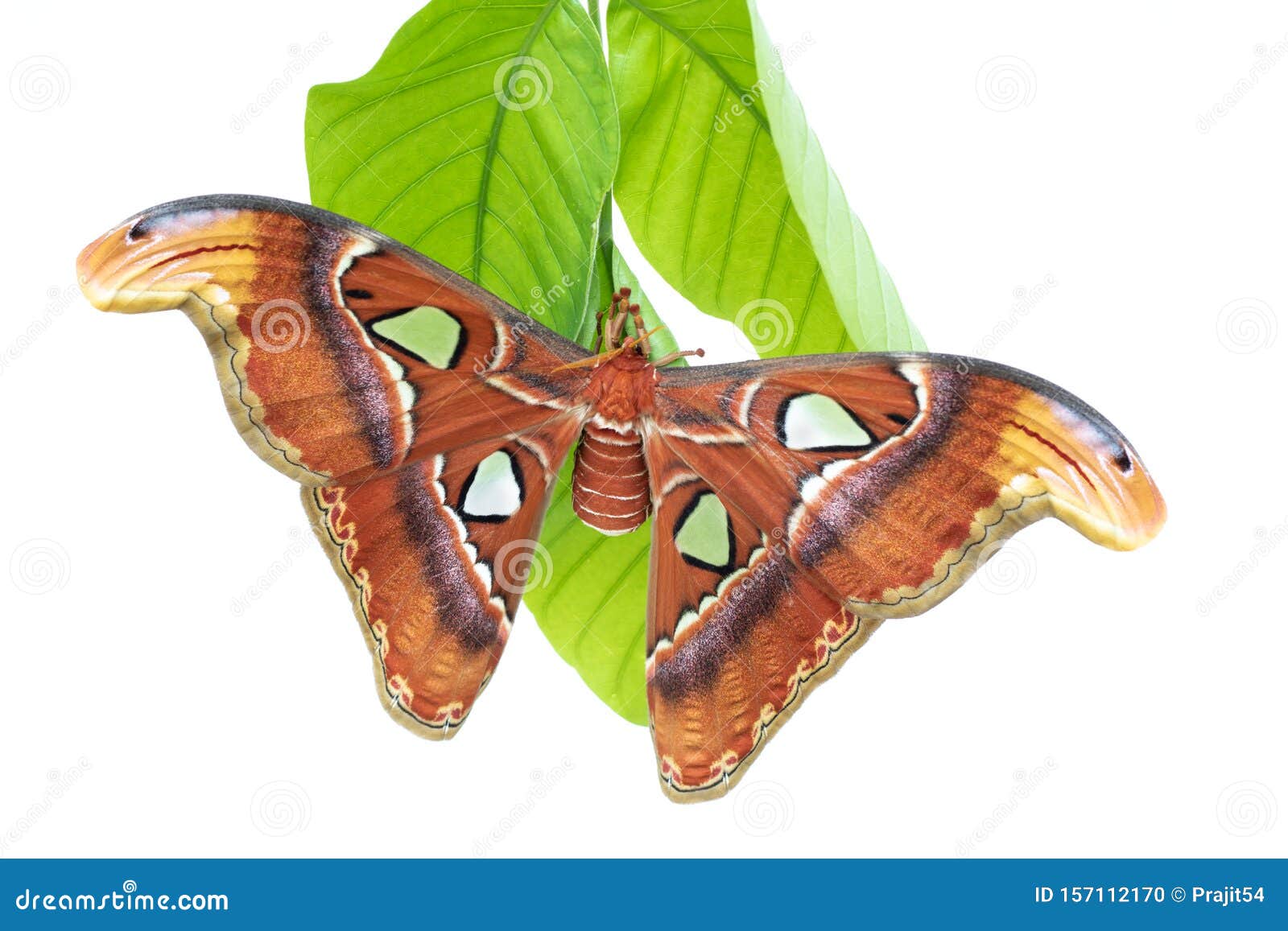 Atlas moth Attacus atlas stock foto. Image of naughty - 157112170
