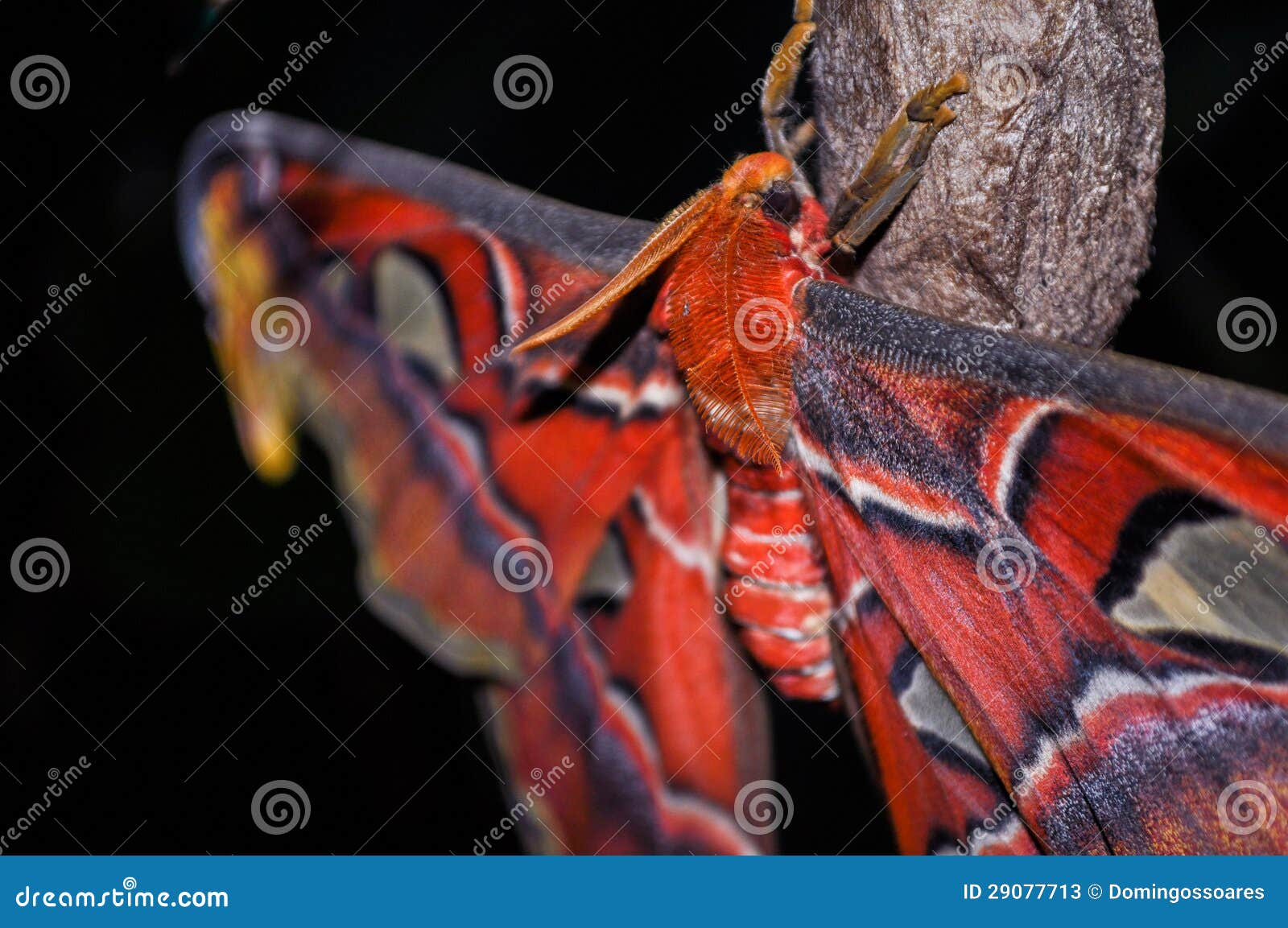 Atlas moth and cocoon stock image. Image of insect, large - 29077713