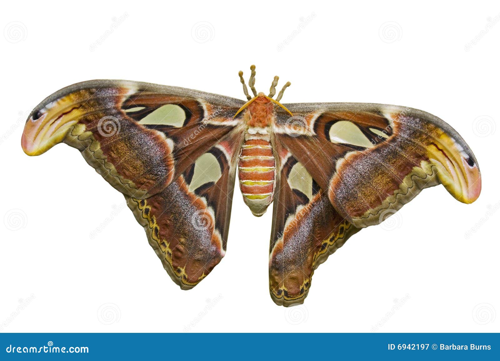 Atlas Moth Cutout stock image. Image of wings, giant, white - 6942197