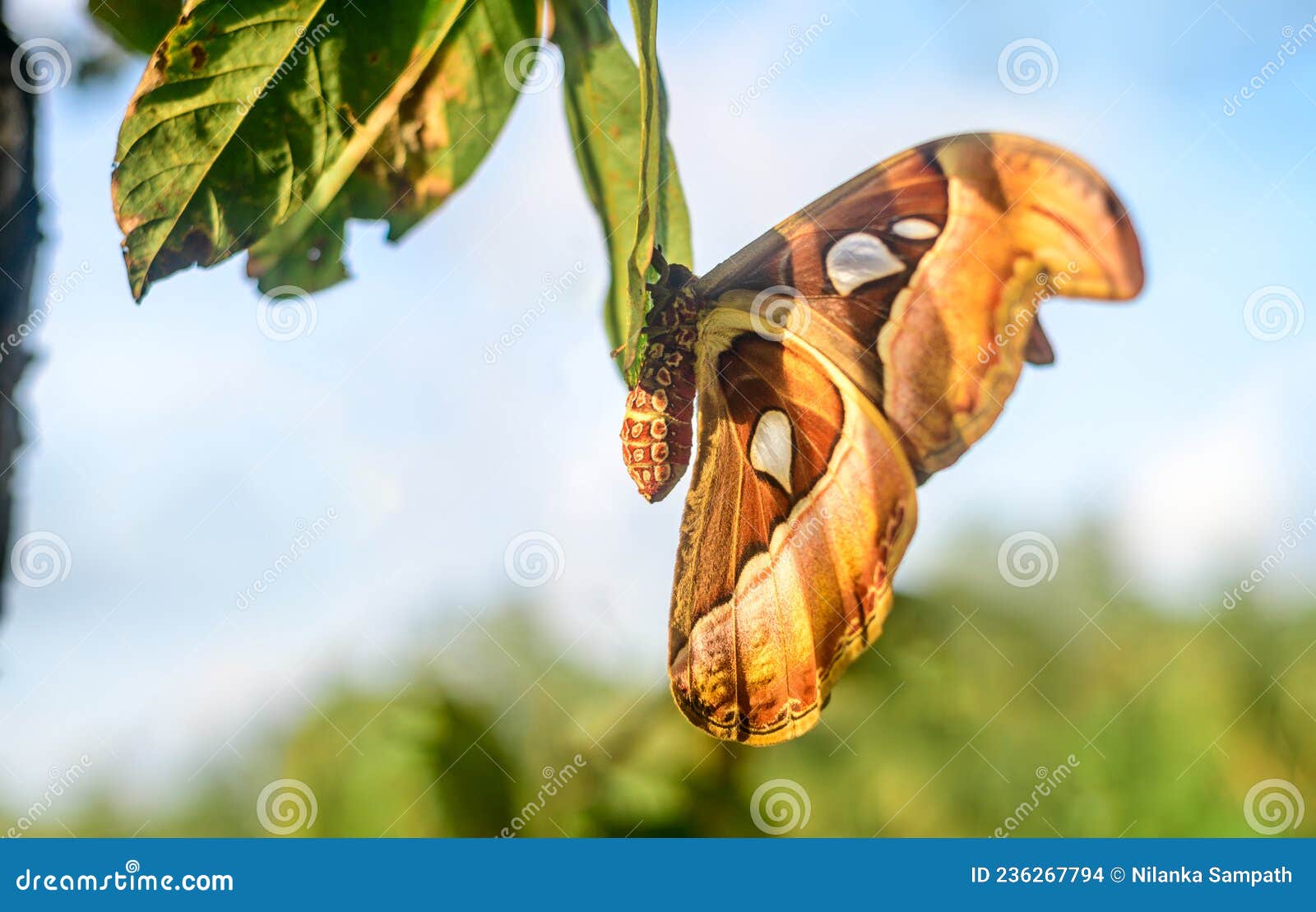 Atlas Moth Hangs in Leaf Close Up Side View, Snake Head Like Pattern in ...