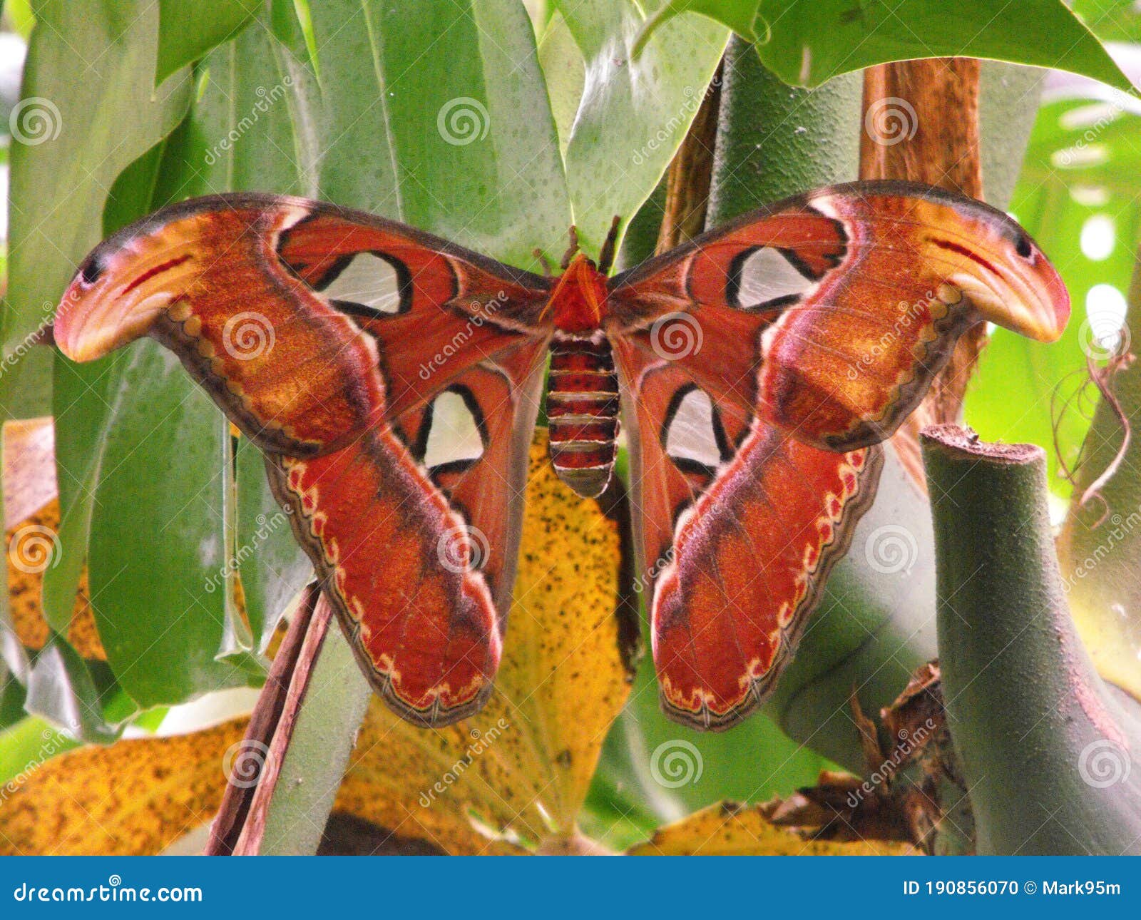 Atlas Moth with open wings stock photo. Image of colourful - 190856070