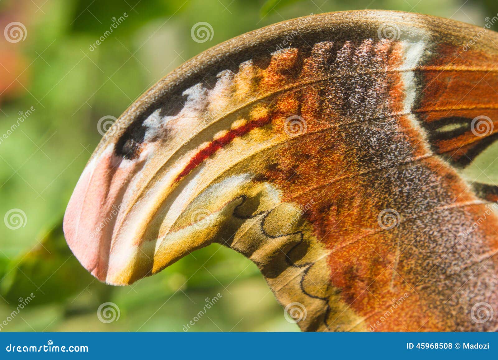 Atlas Moth Wing Stock Photo | CartoonDealer.com #45968508