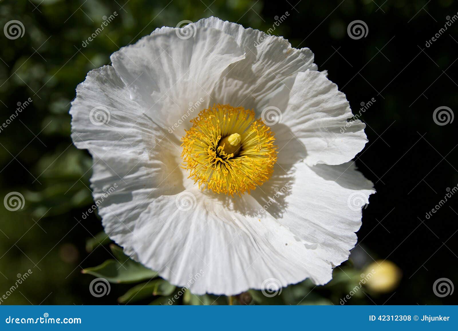 Atlas Poppy stock photo. Image of garden, color, flower - 42312308
