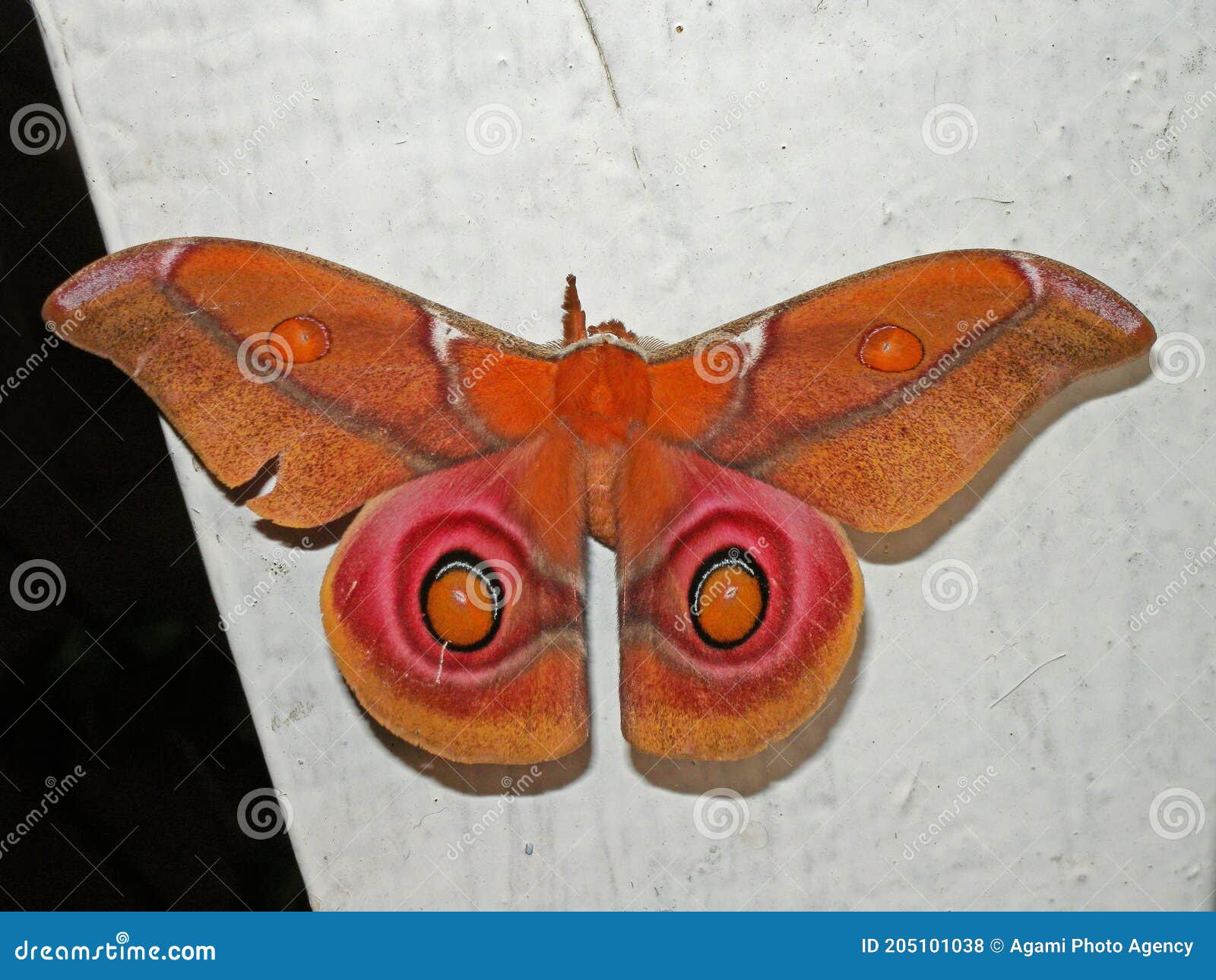 Atlasvlinder, Atlas Moth, Attacus Atlas Stock Photo - Image of ...
