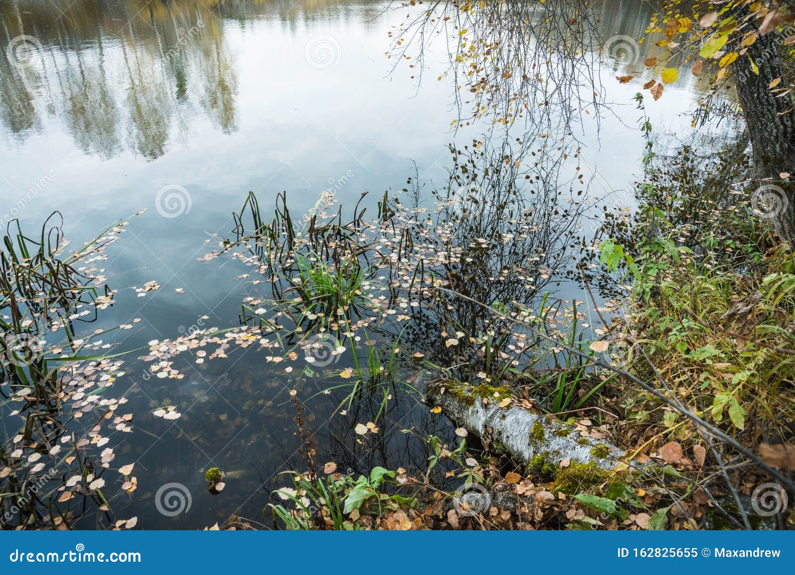 Atmopheric Autumn Pond with Birch Forest Stock Image - Image of ...
