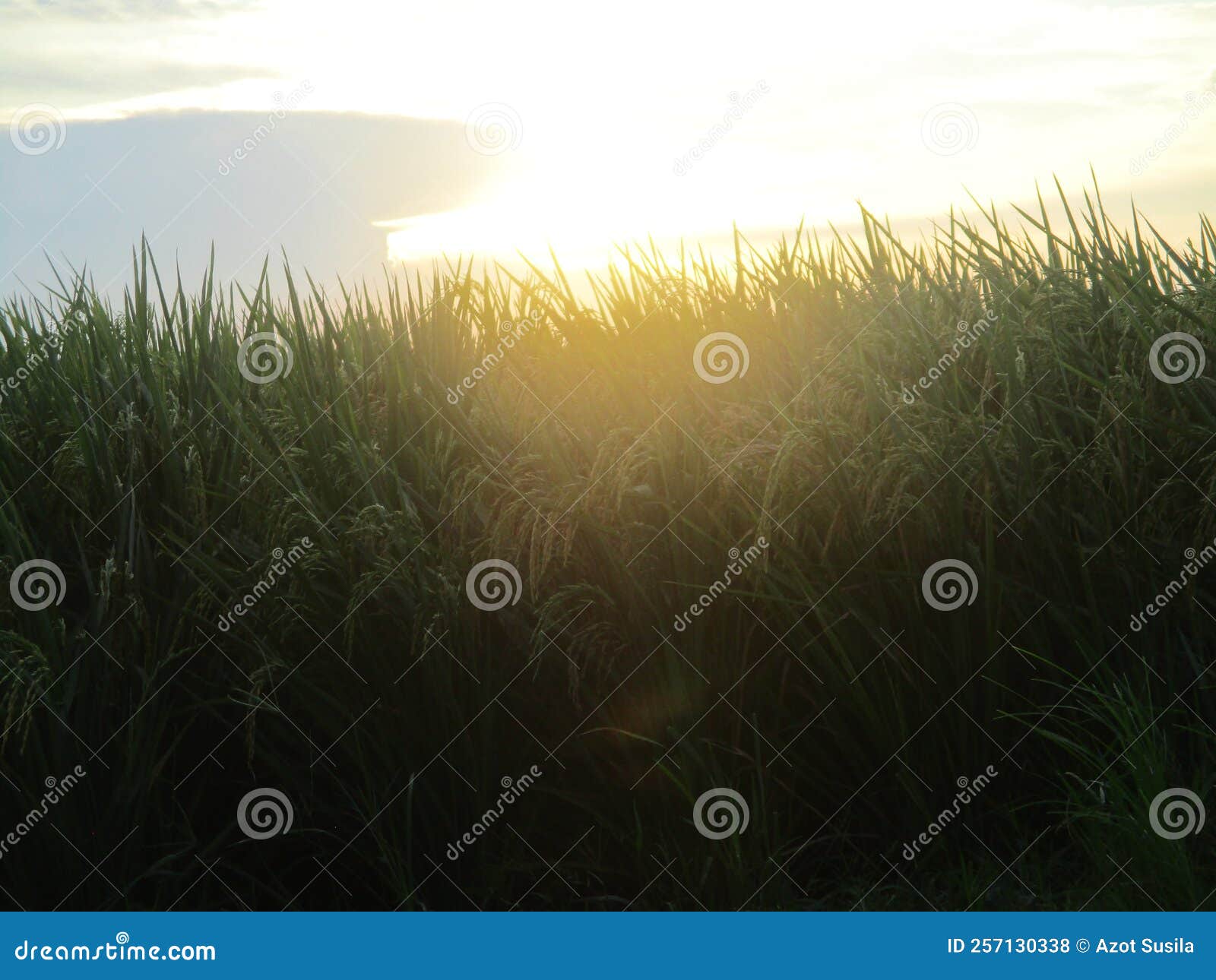 The Atmosphere of the Afternoon Sun in the Rice Fields Stock Photo ...