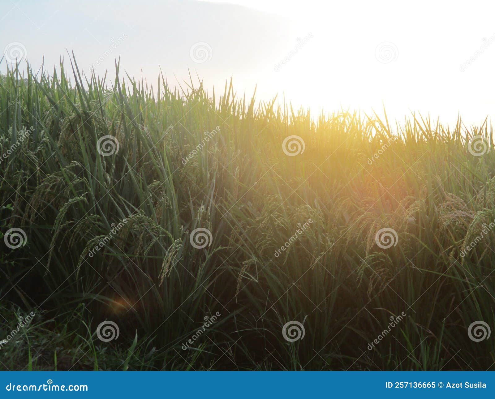 The Atmosphere of the Afternoon Sun in the Rice Fields Stock Image ...