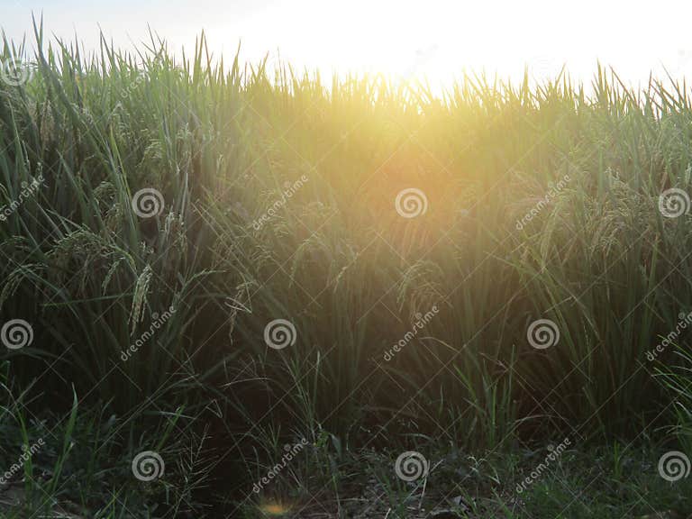 The Atmosphere of the Afternoon Sun in the Rice Fields Stock Photo ...