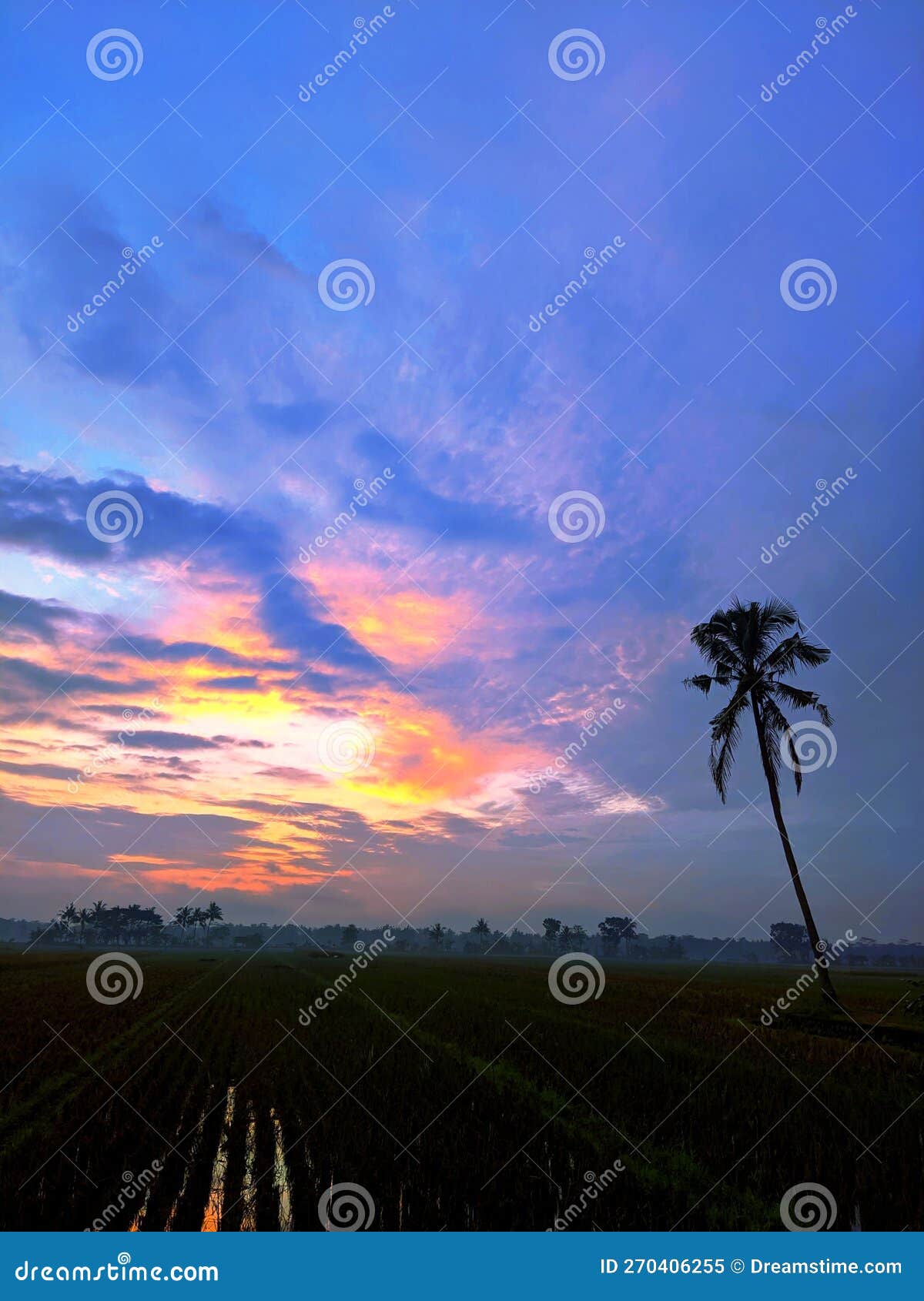 Dawn On Rice Fields Prepares The Harvest At Northwest Vietnam. Rice ...