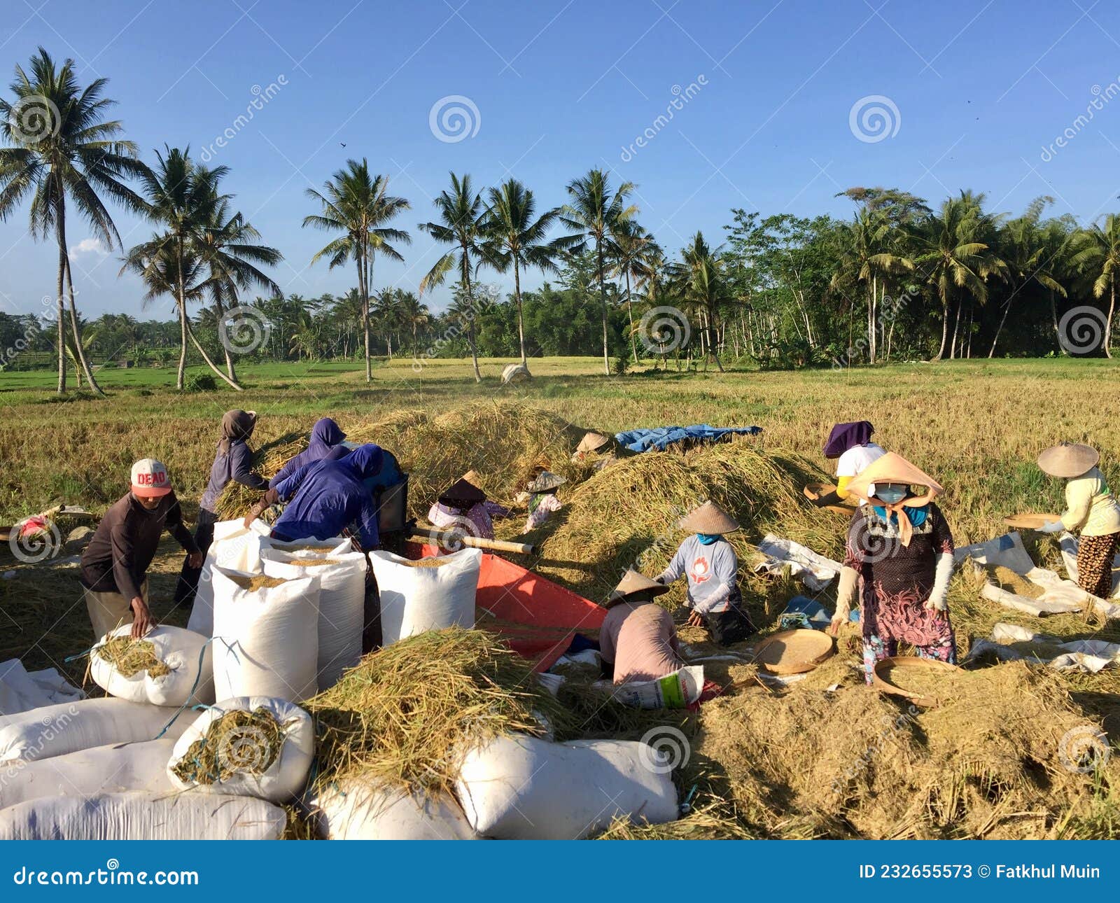 The Atmosphere in a Farm that is Doing the Traditional Harvest Process ...