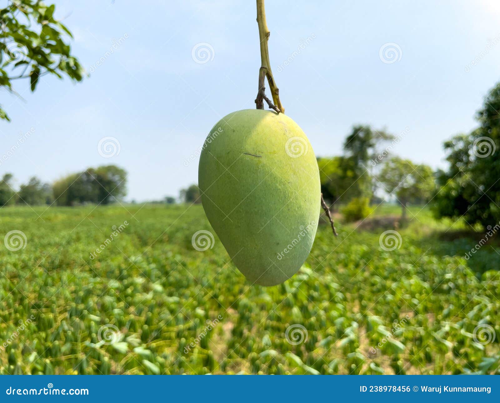 I want to pick this mango. stock photo. Image of flower - 238978456