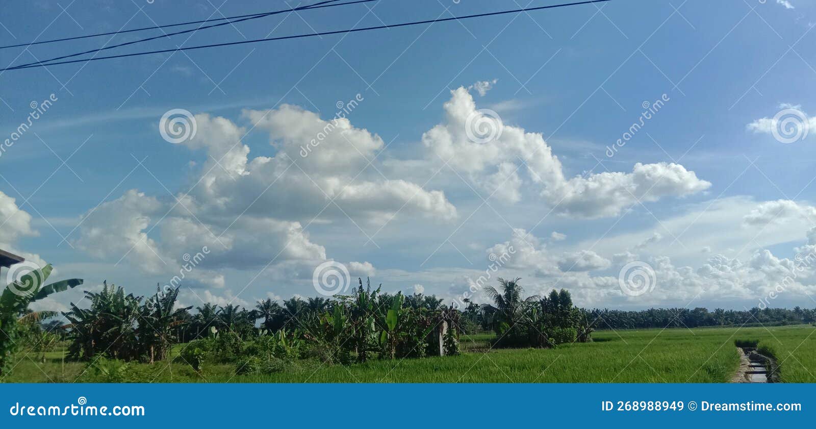 The Atmosphere in the Fields is Very Sunny Stock Image - Image of ...