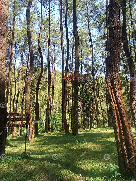 The Atmosphere of the Forest in the Morning is Calming Stock Photo ...
