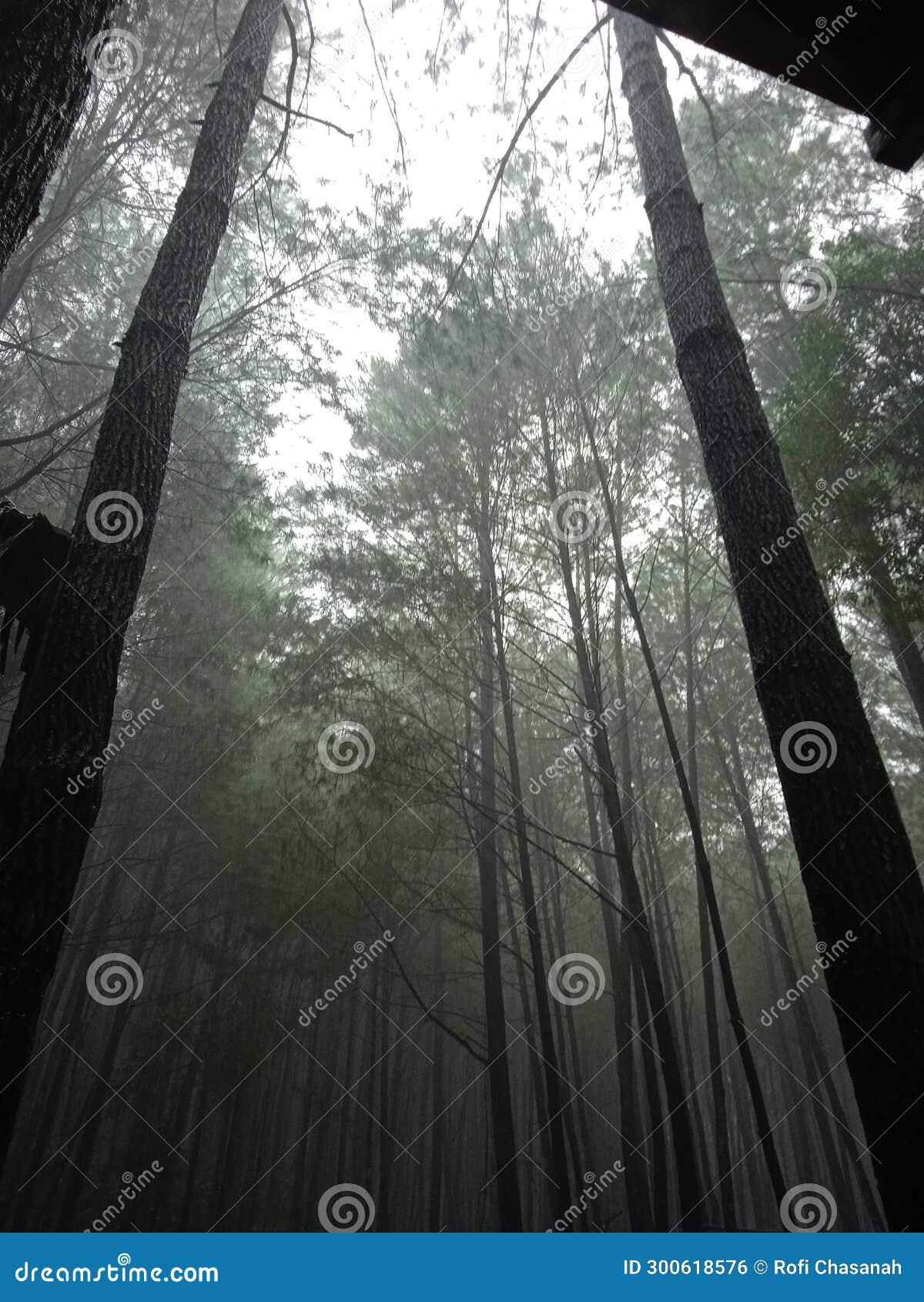 The Atmosphere in the Forest with Tall and Dense Trees Stock Photo ...